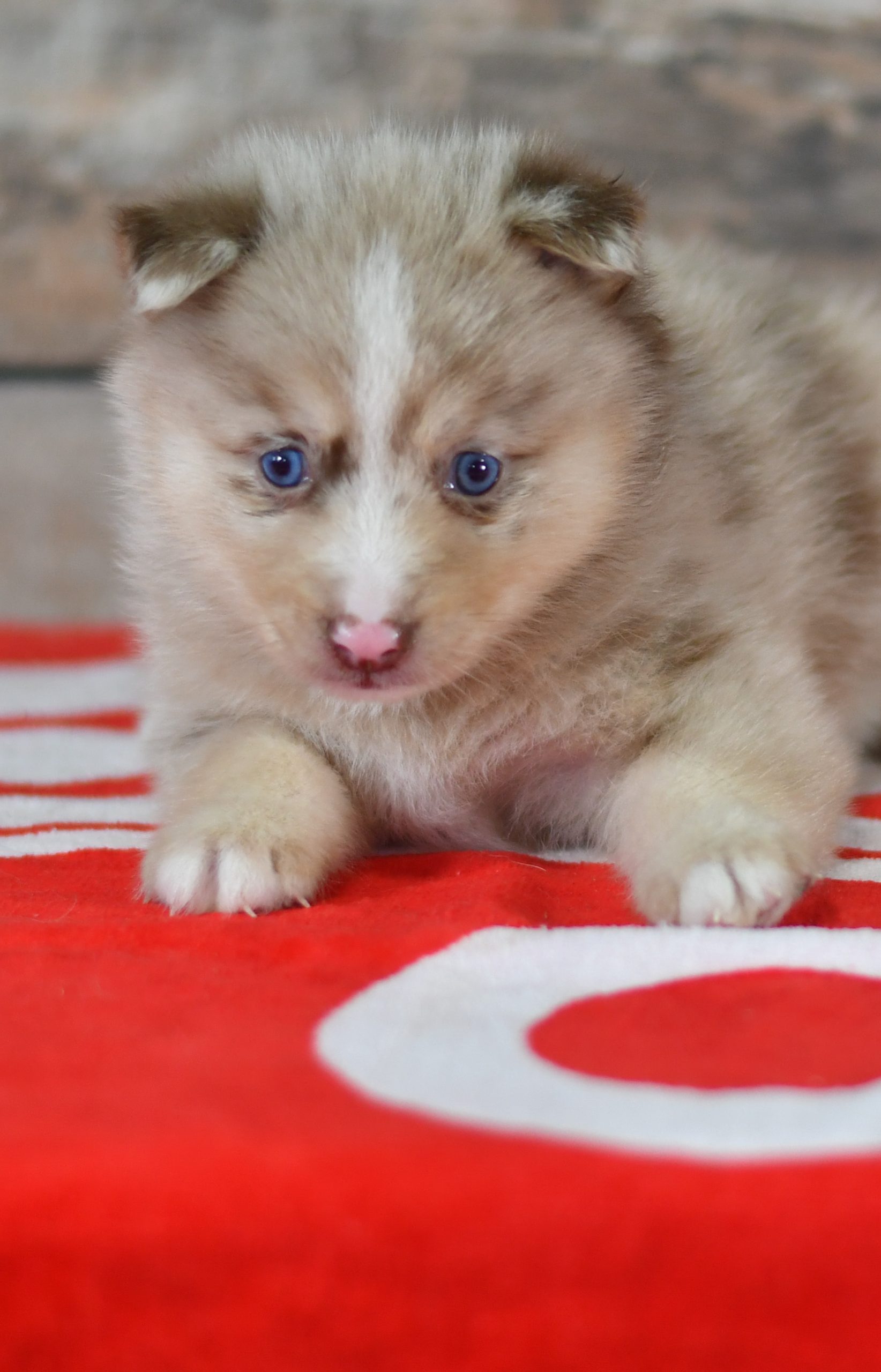 Archie - Pomskyf - All Star Puppies : All Star Puppies