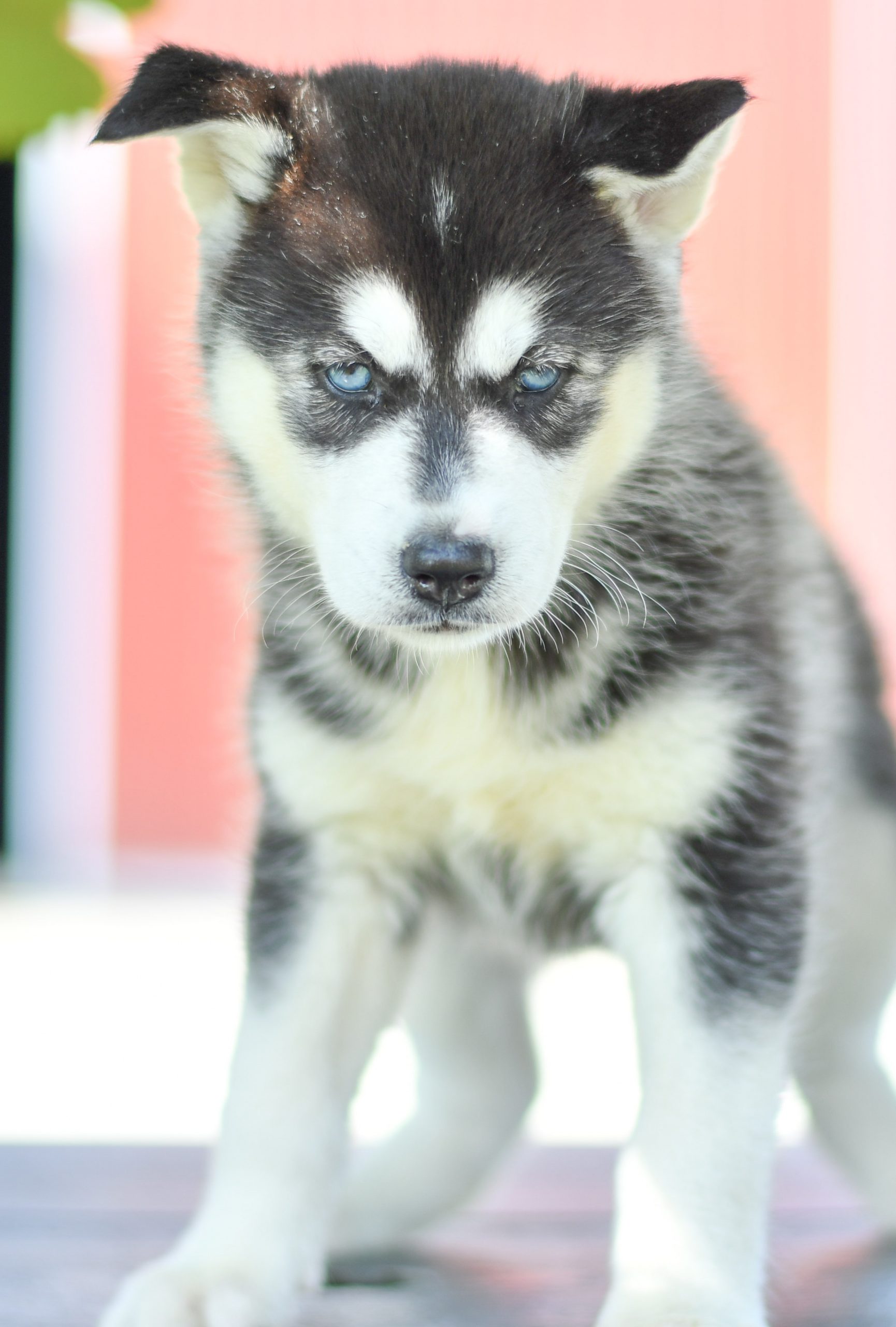 Kelly - Siberian Husky - All Star Puppies : All Star Puppies