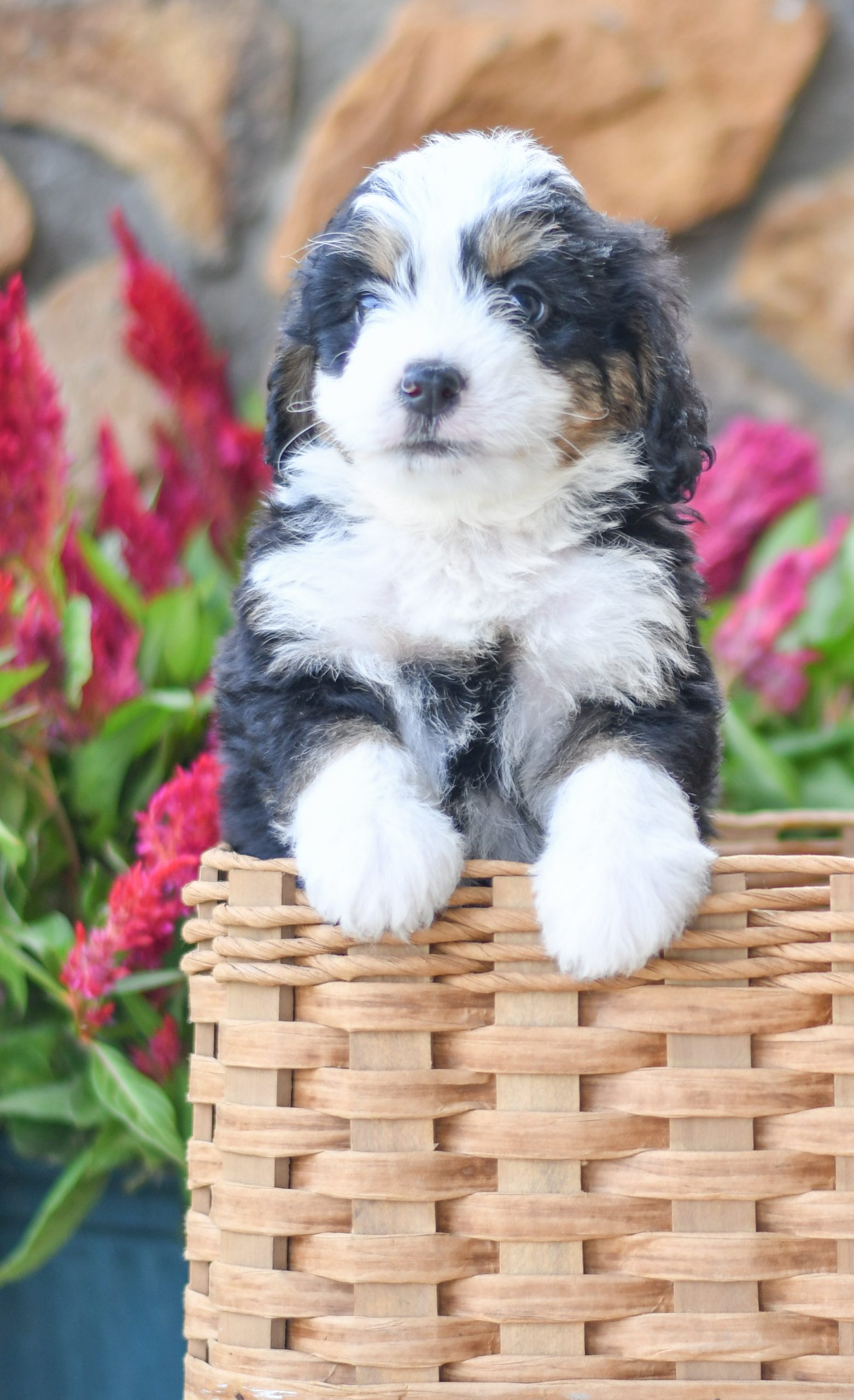 Mini Bernedoodle - Kimberly - All Star Puppies : All Star Puppies