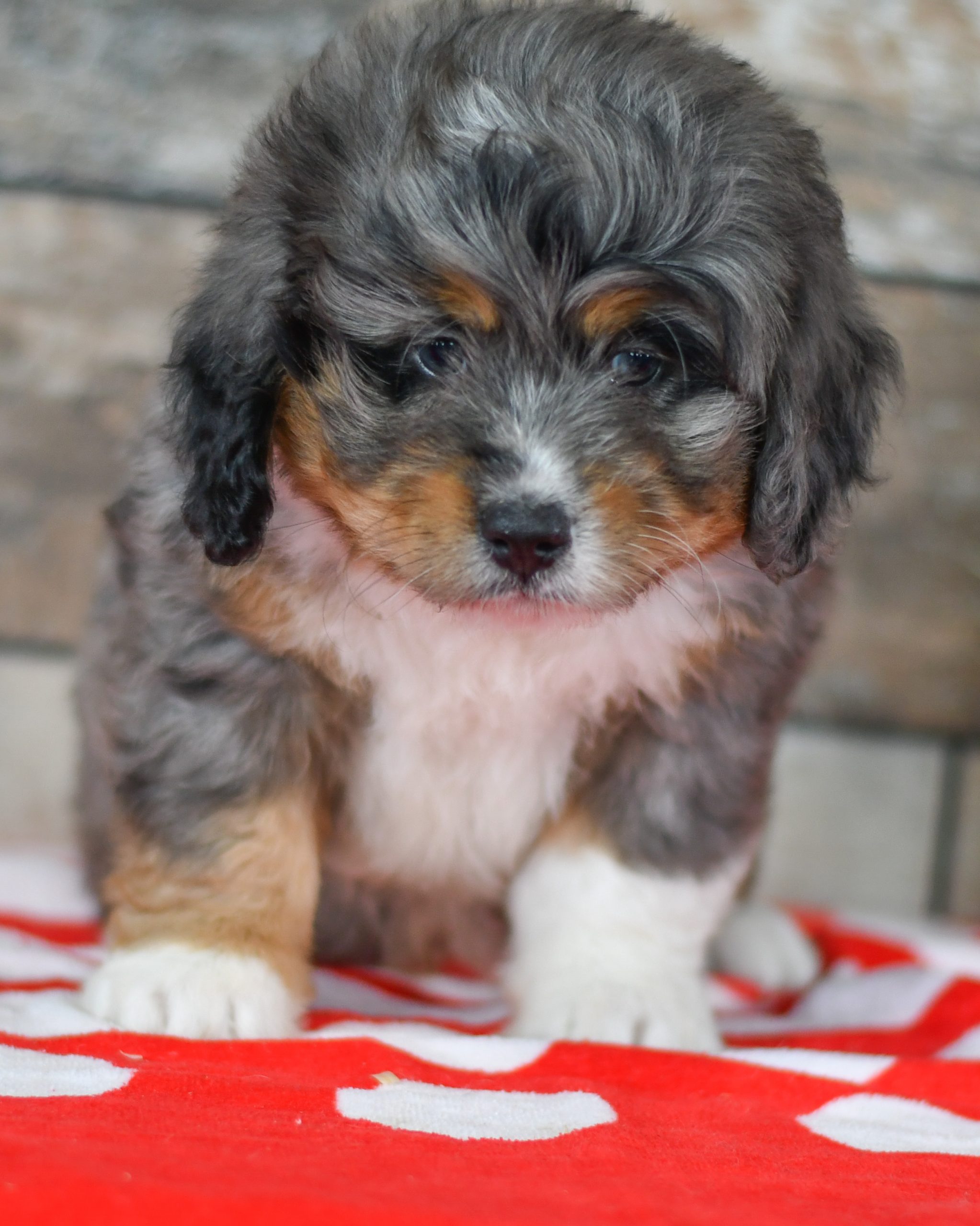 Merle - Mini Bernedoodle - All Star Puppies : All Star Puppies