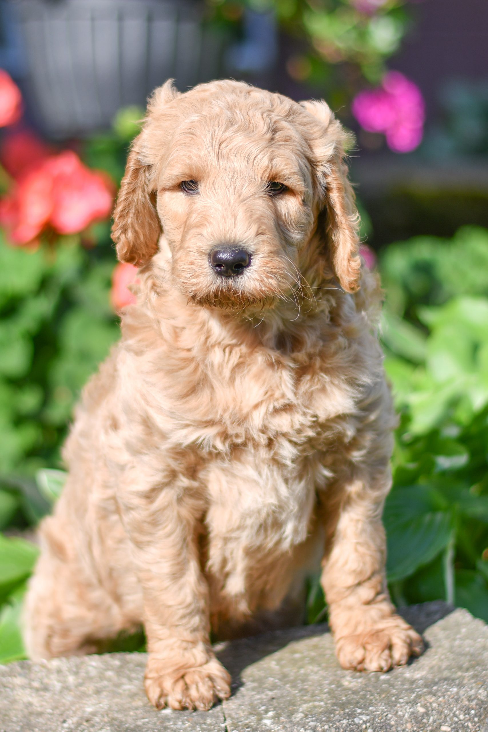 Gary - F1B Labradoodle - All Star Puppies : All Star Puppies