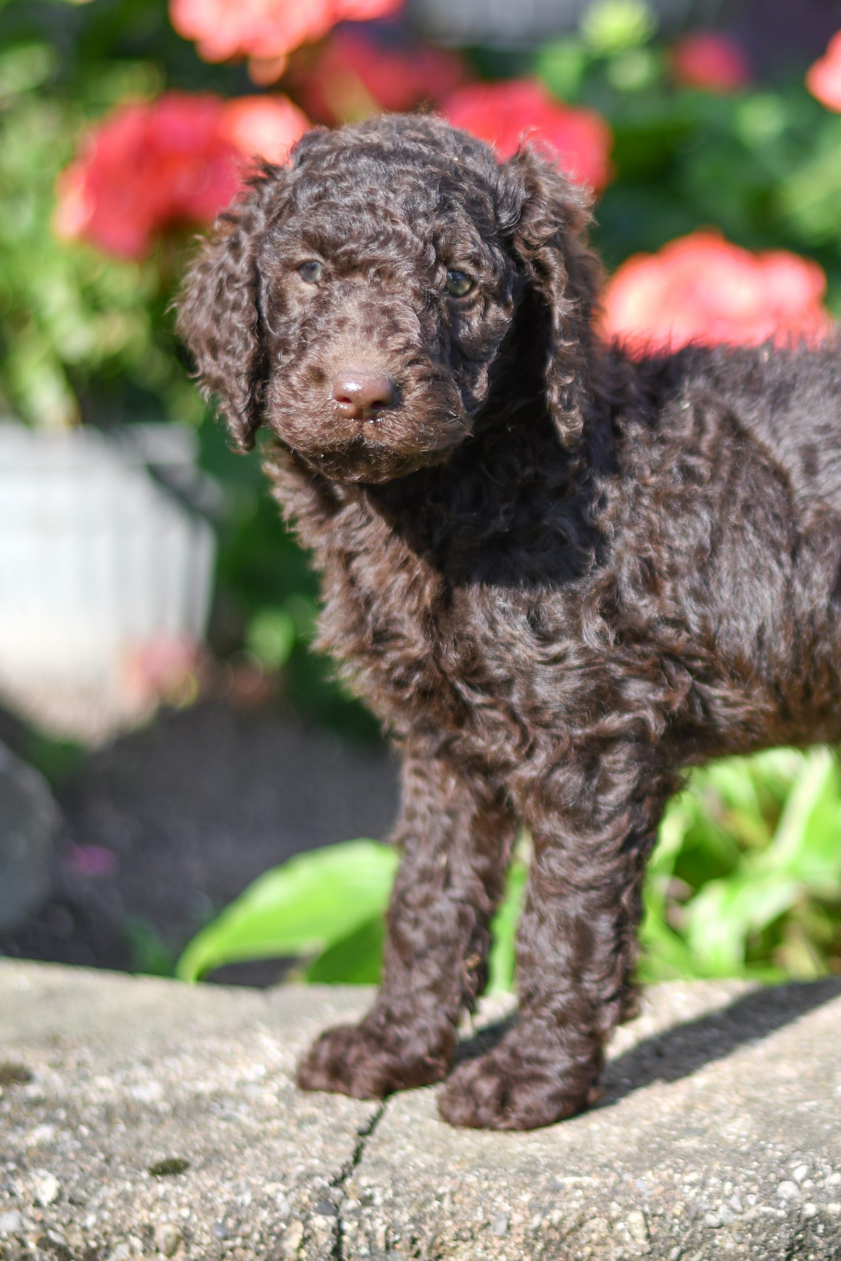 Georgia - F1B Labradoodle - All Star Puppies : All Star Puppies