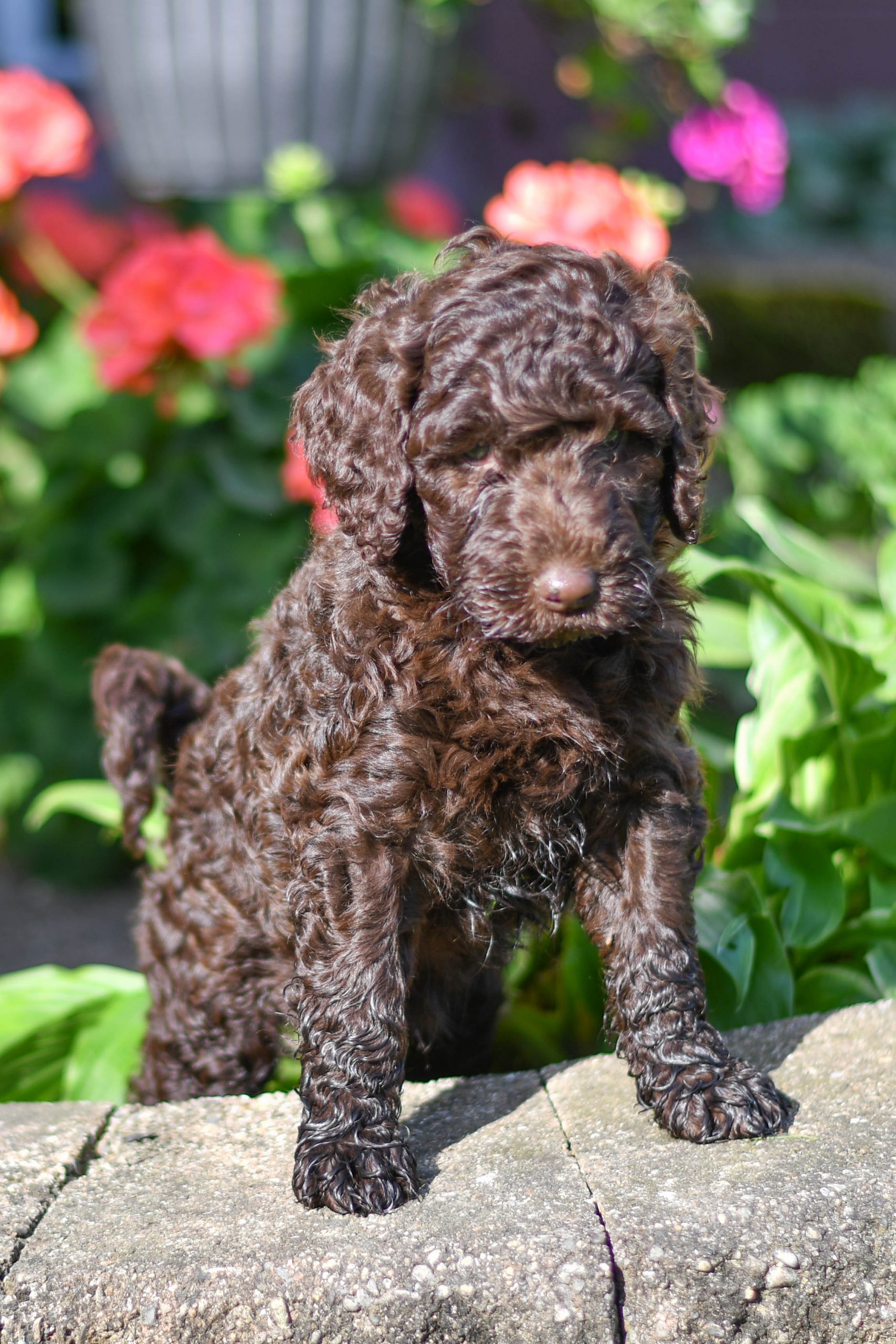 Gina - F1B Labradoodle - All Star Puppies : All Star Puppies