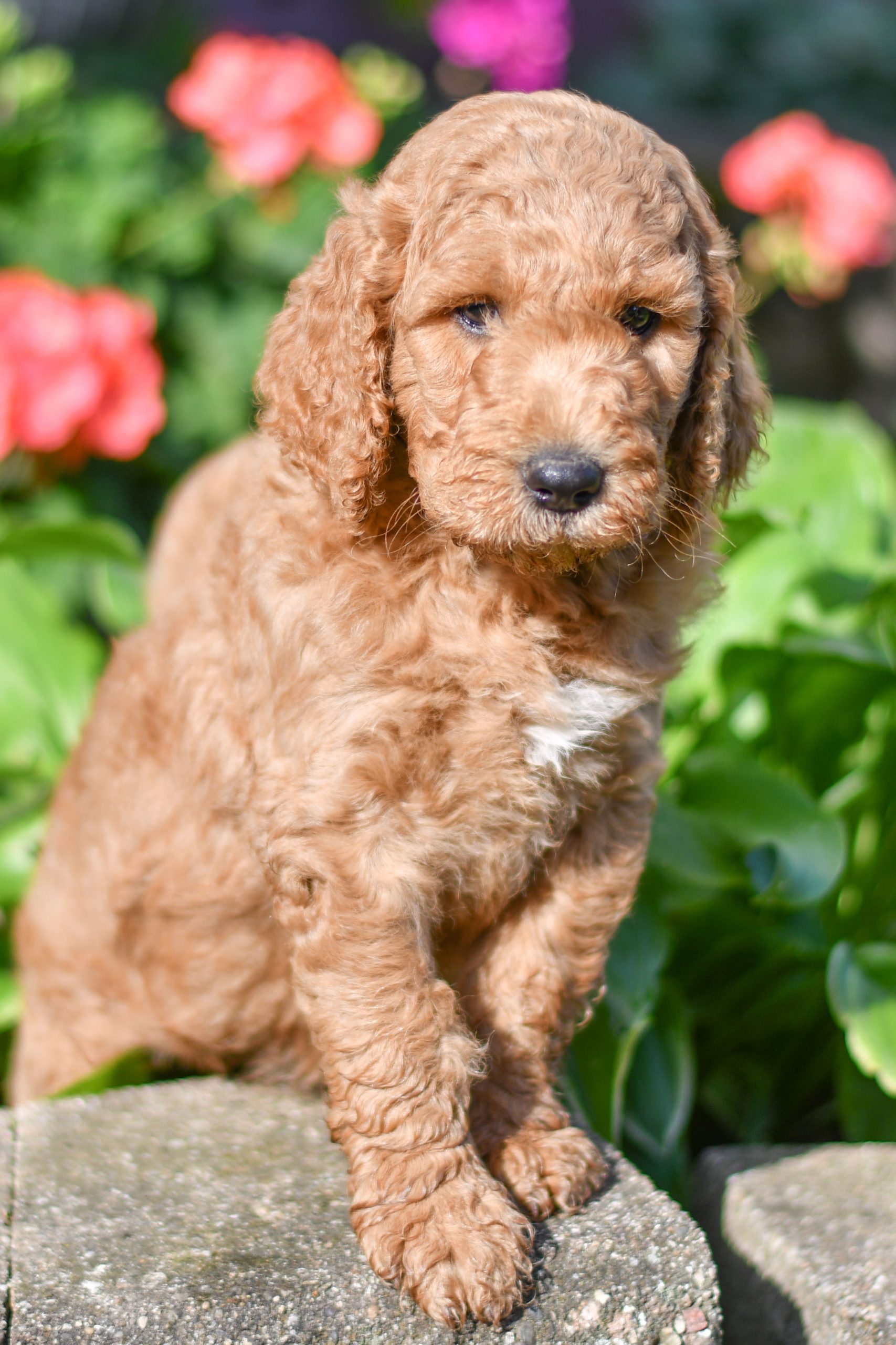 Ginger - F1B Labradoodle - All Star Puppies : All Star Puppies