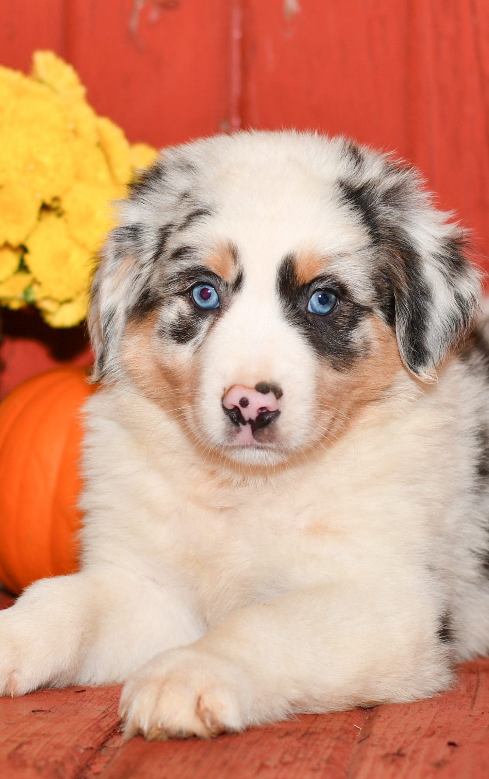Portland - Australian Shepherd - All Star Puppies : All Star Puppies