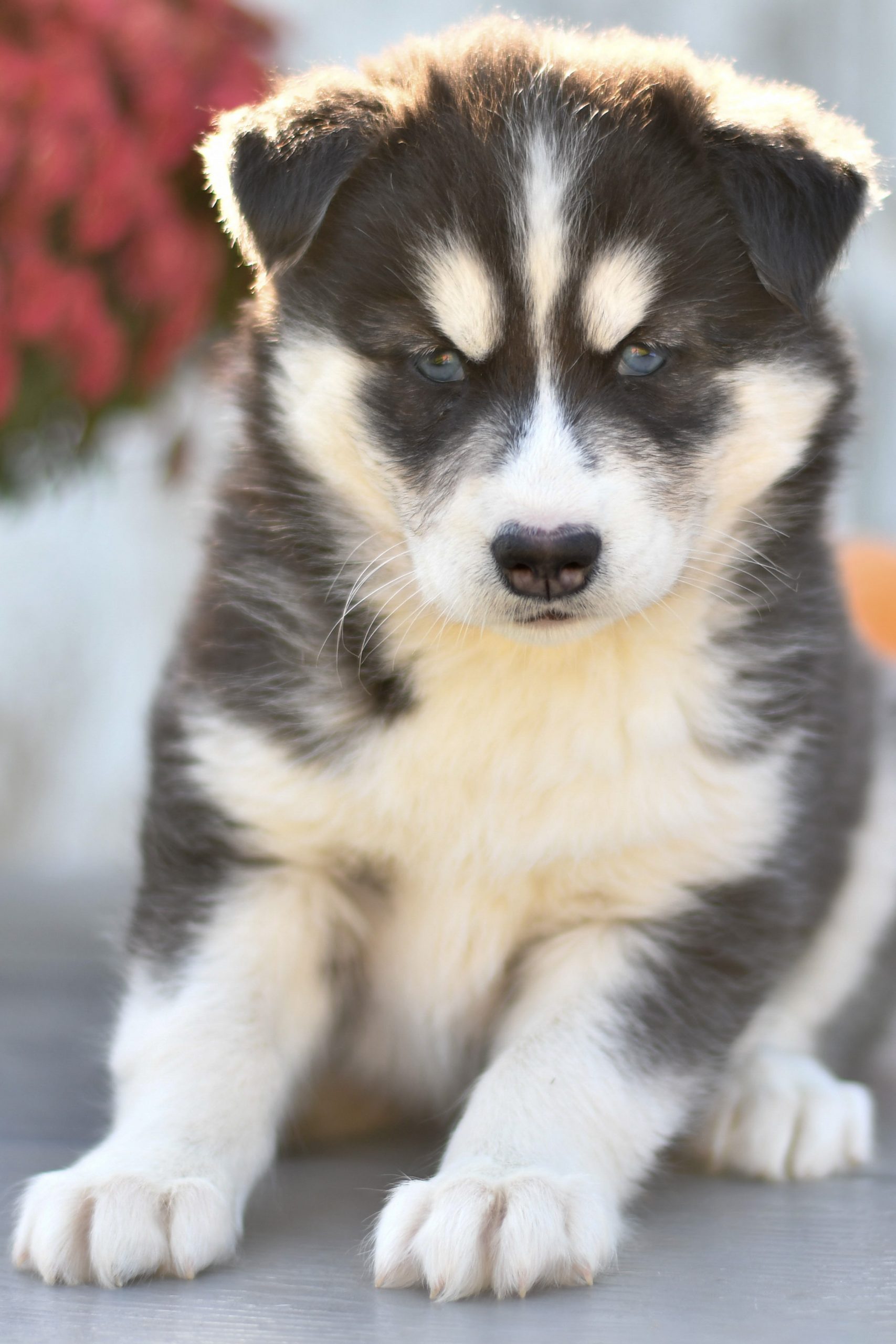 Tori - Siberian Husky - All Star Puppies : All Star Puppies
