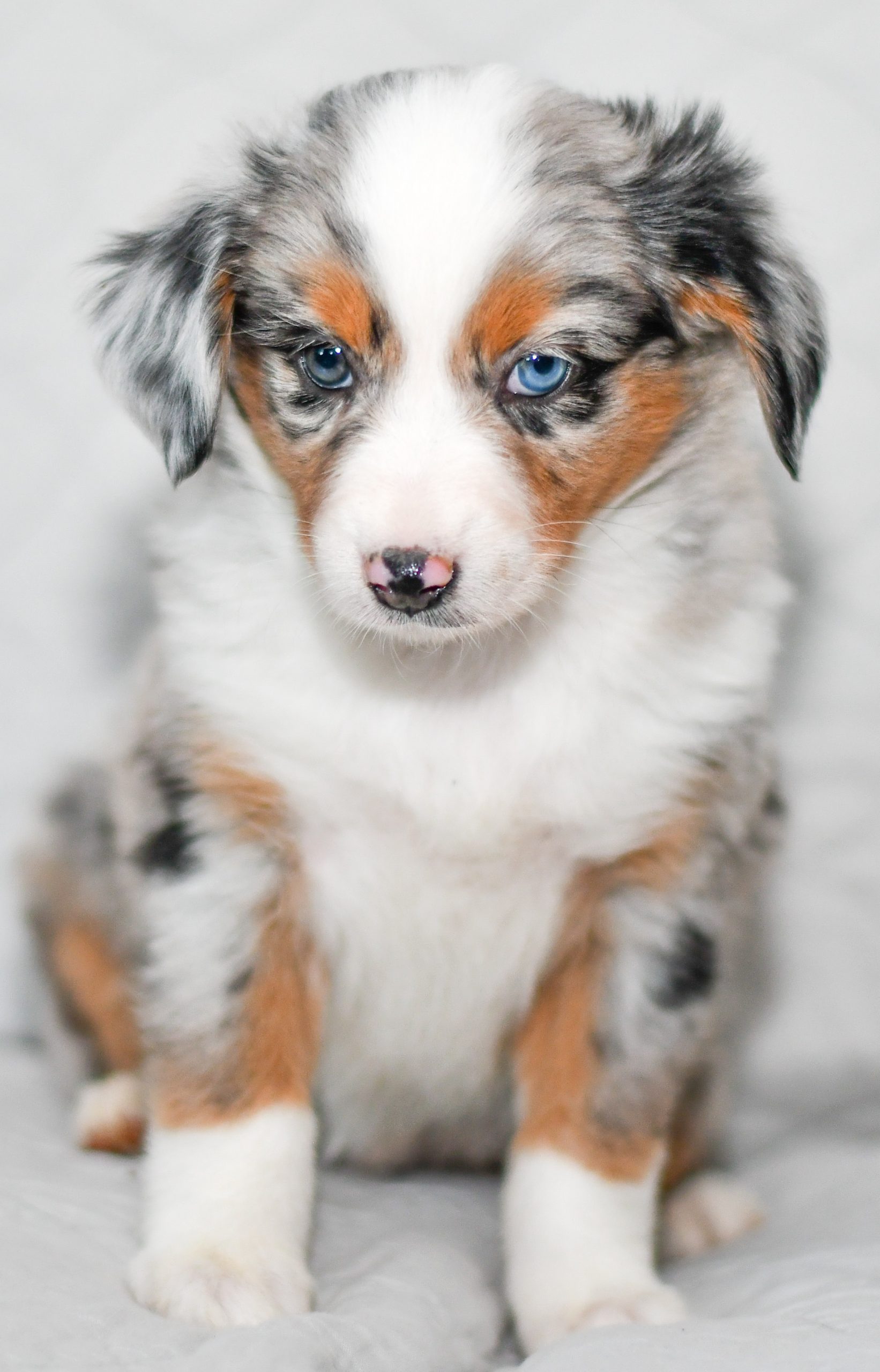 Blueberry - Mini Australian Shepherd - CHAMPION - All Star Puppies ...