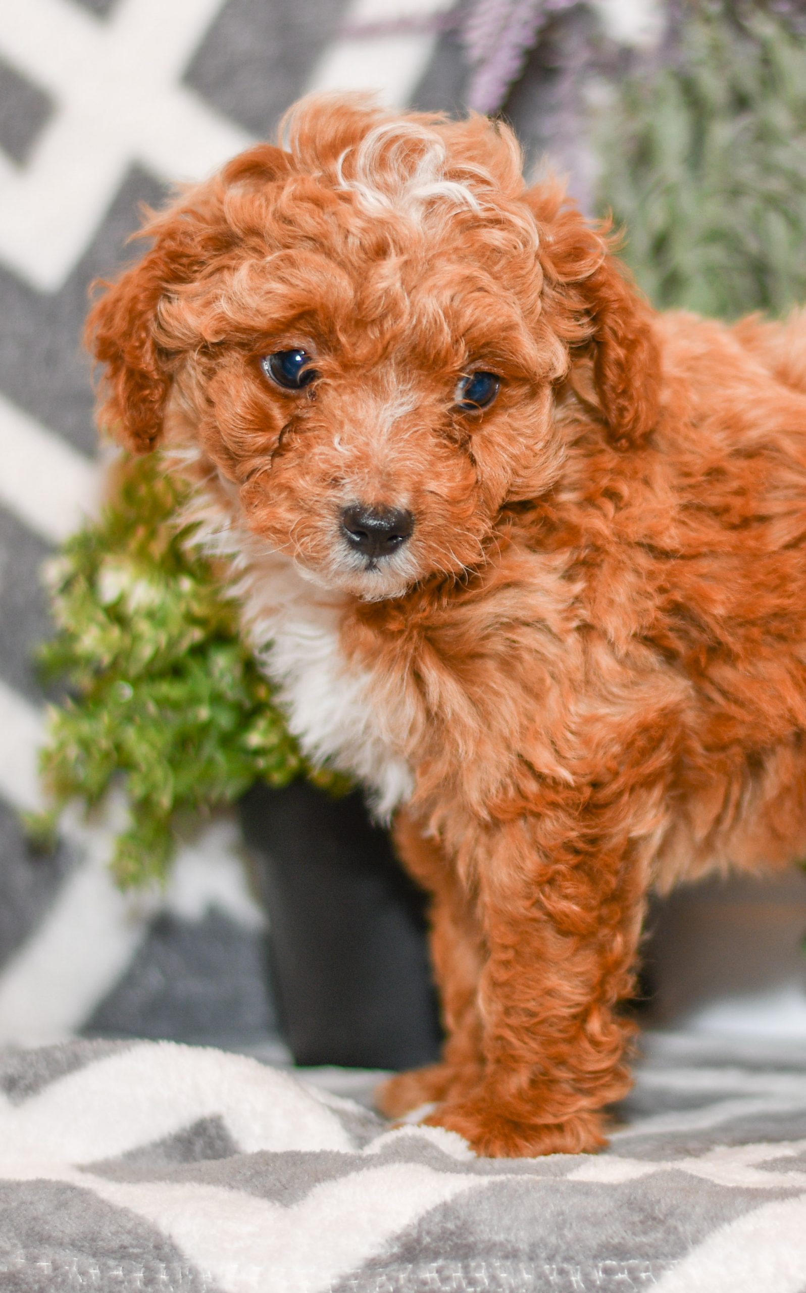 Dexter - Mini Poodle - All Star Puppies : All Star Puppies