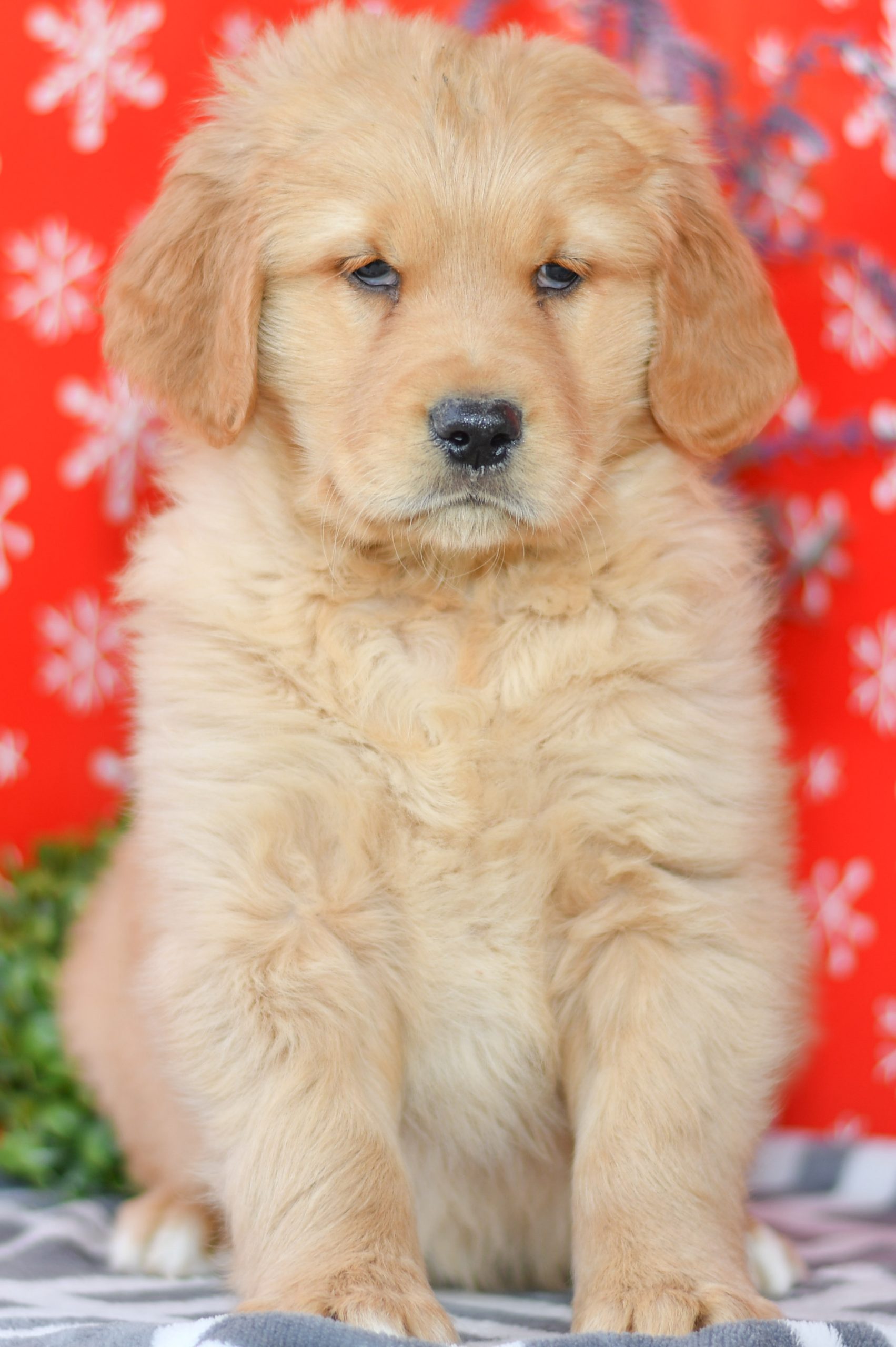 Jake - Golden Retriever - All Star Puppies : All Star Puppies