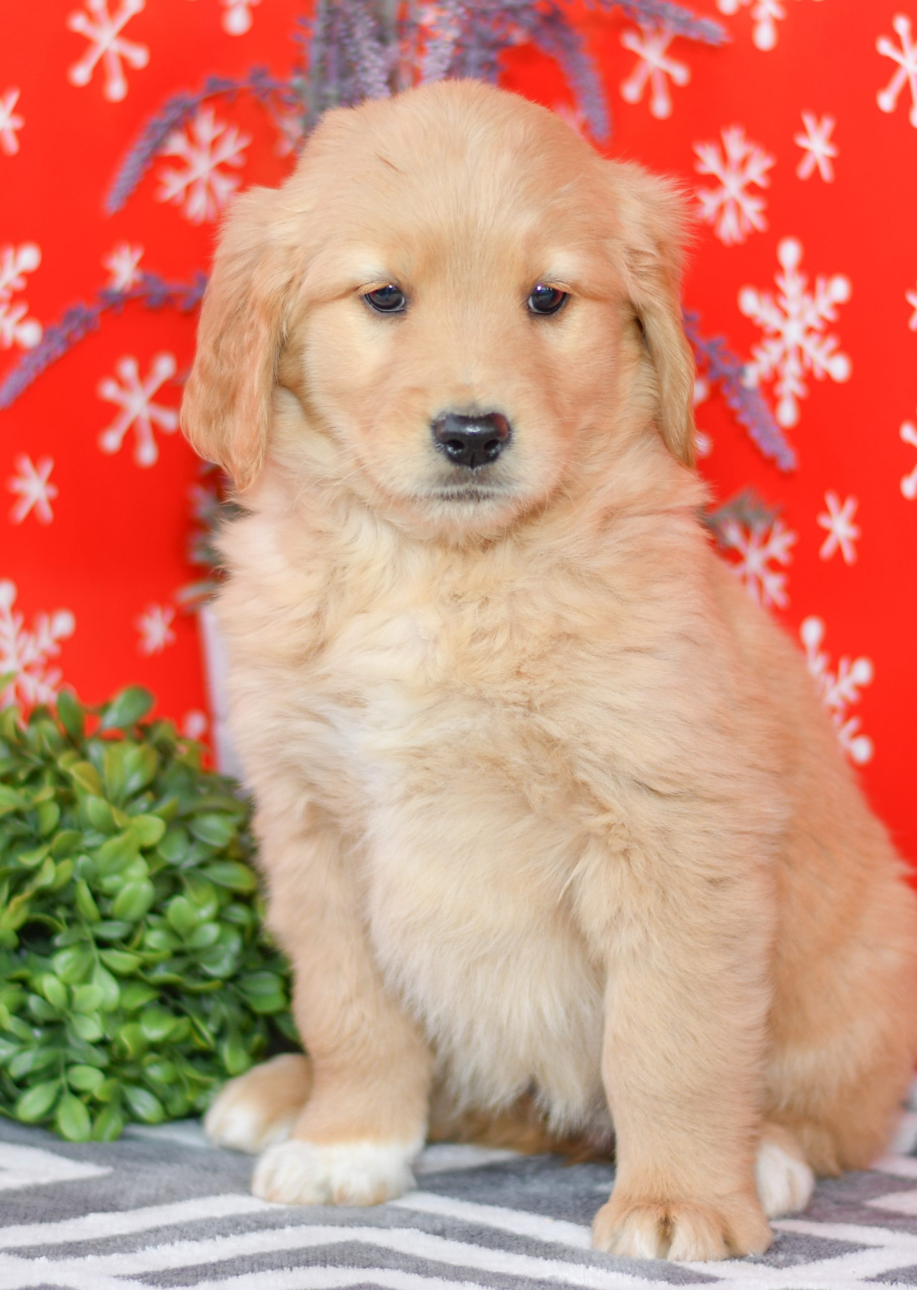 Kate - Golden Retriever - All Star Puppies : All Star Puppies