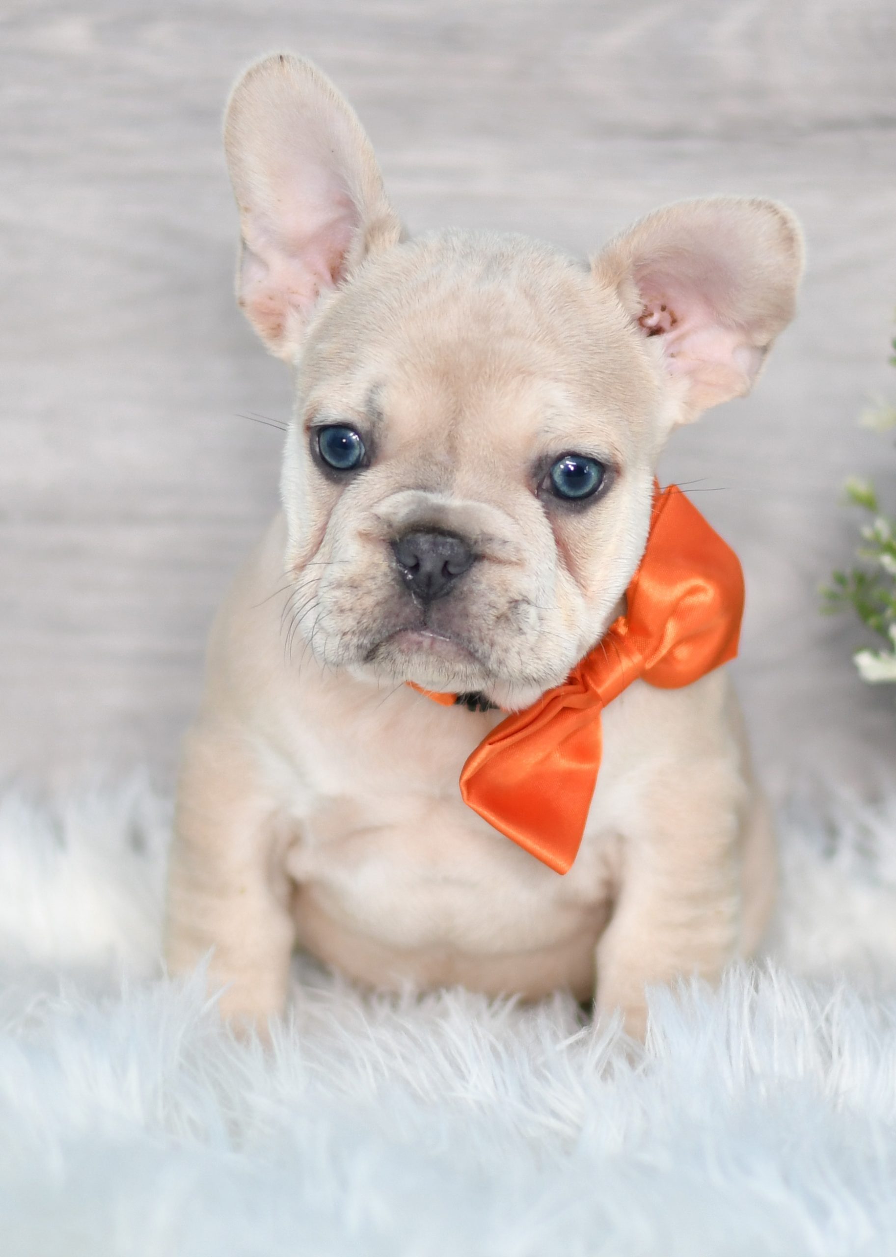 Seth - French Bulldog - All Star Puppies : All Star Puppies