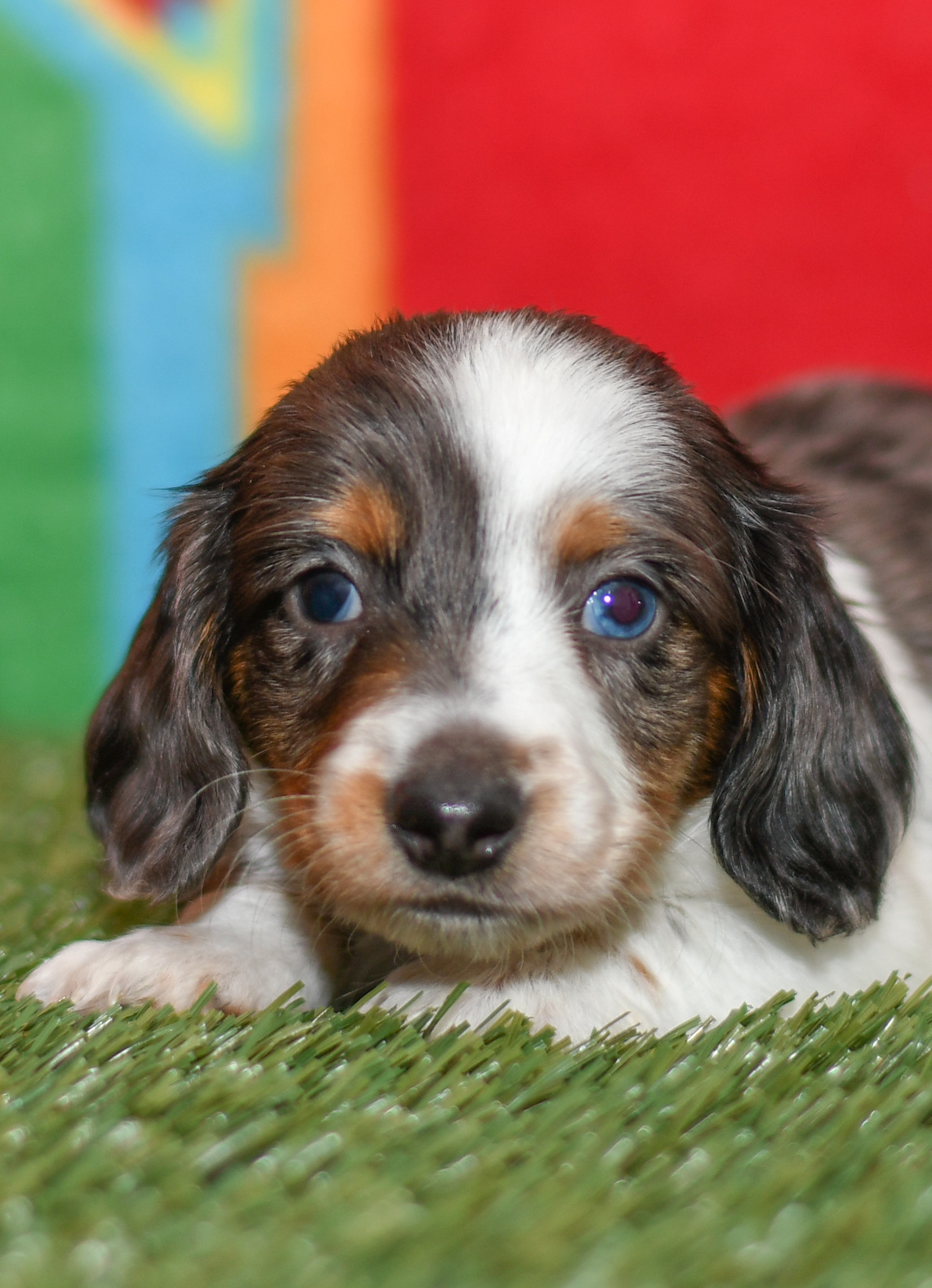 Perry - Mini Dachshund - All Star Puppies : All Star Puppies