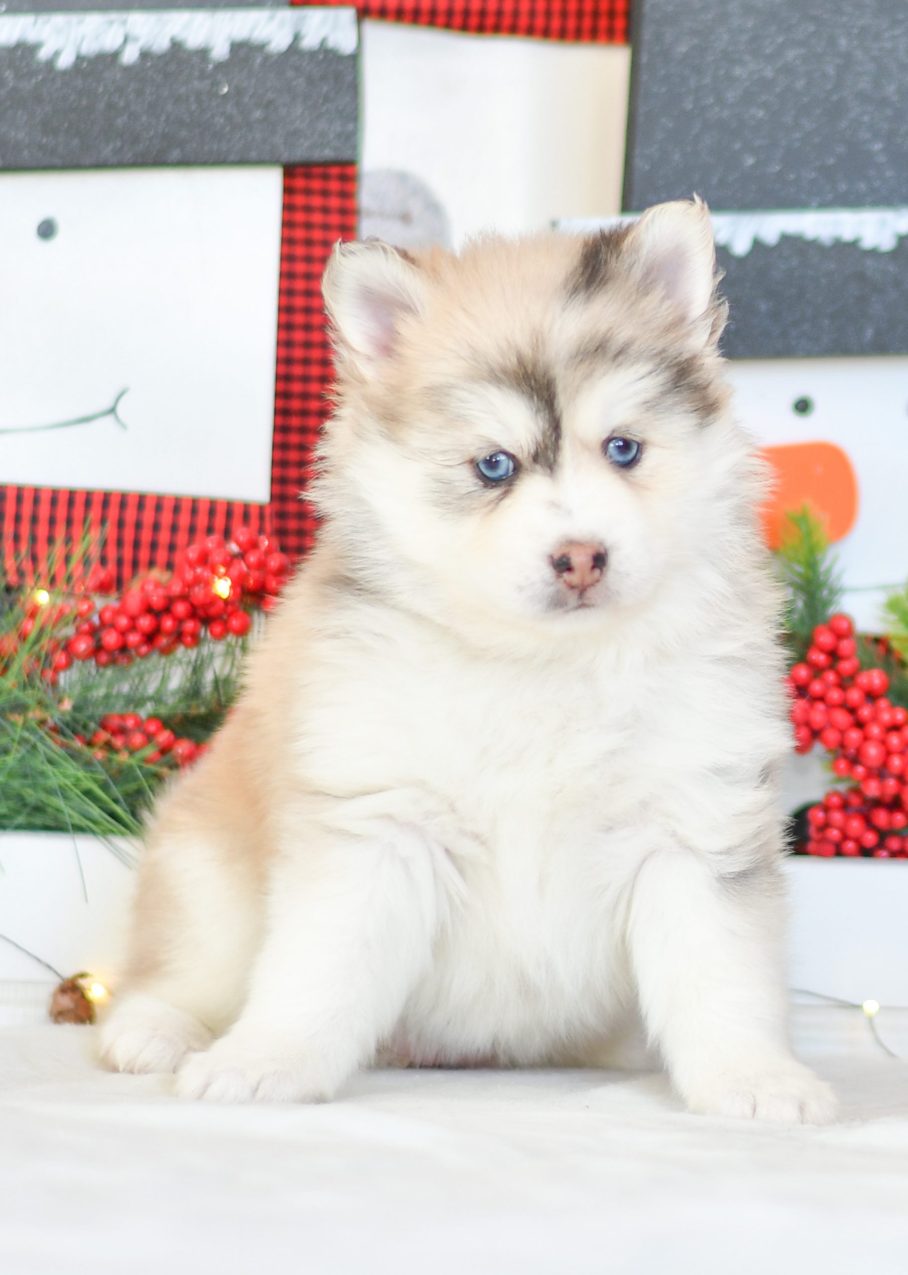 Diva - Pomsky - All Star Puppies : All Star Puppies