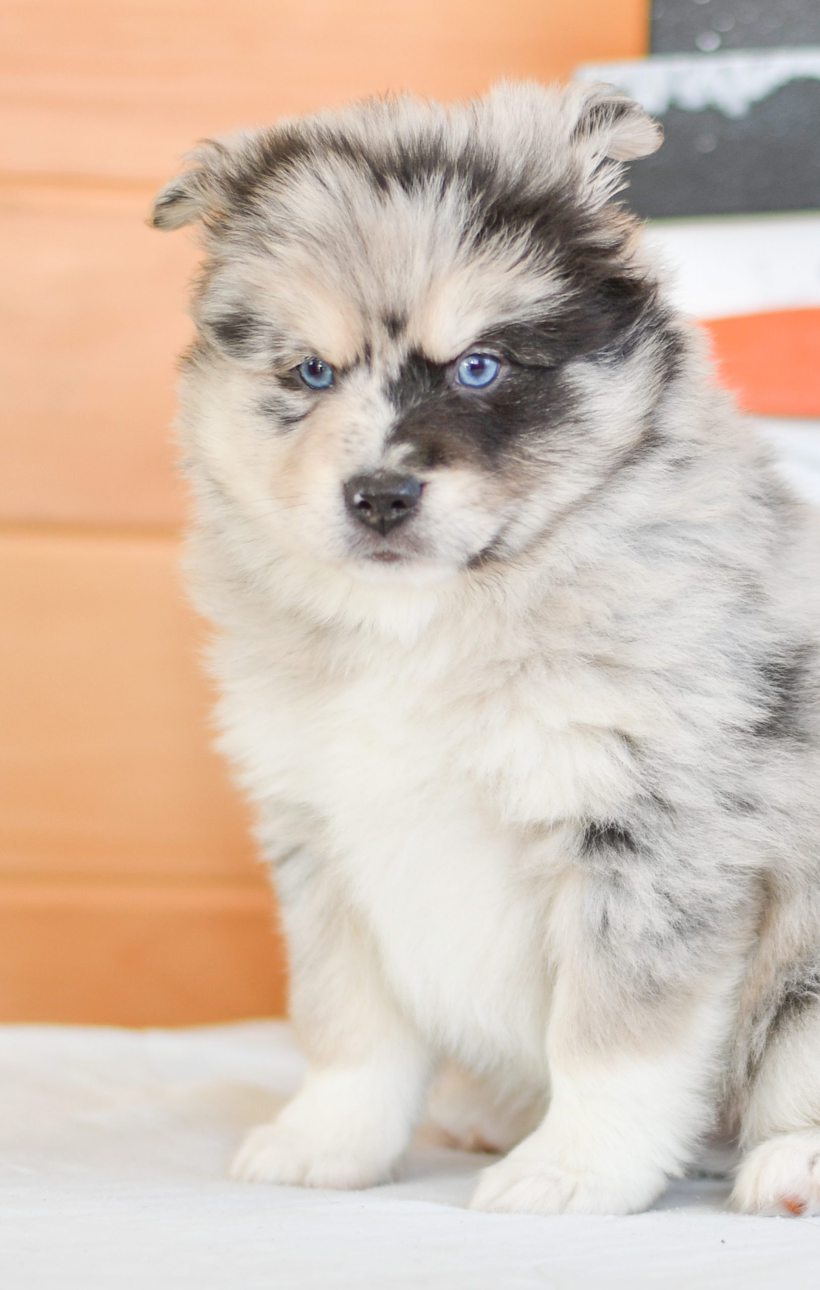 Dunkin - Pomsky - All Star Puppies : All Star Puppies