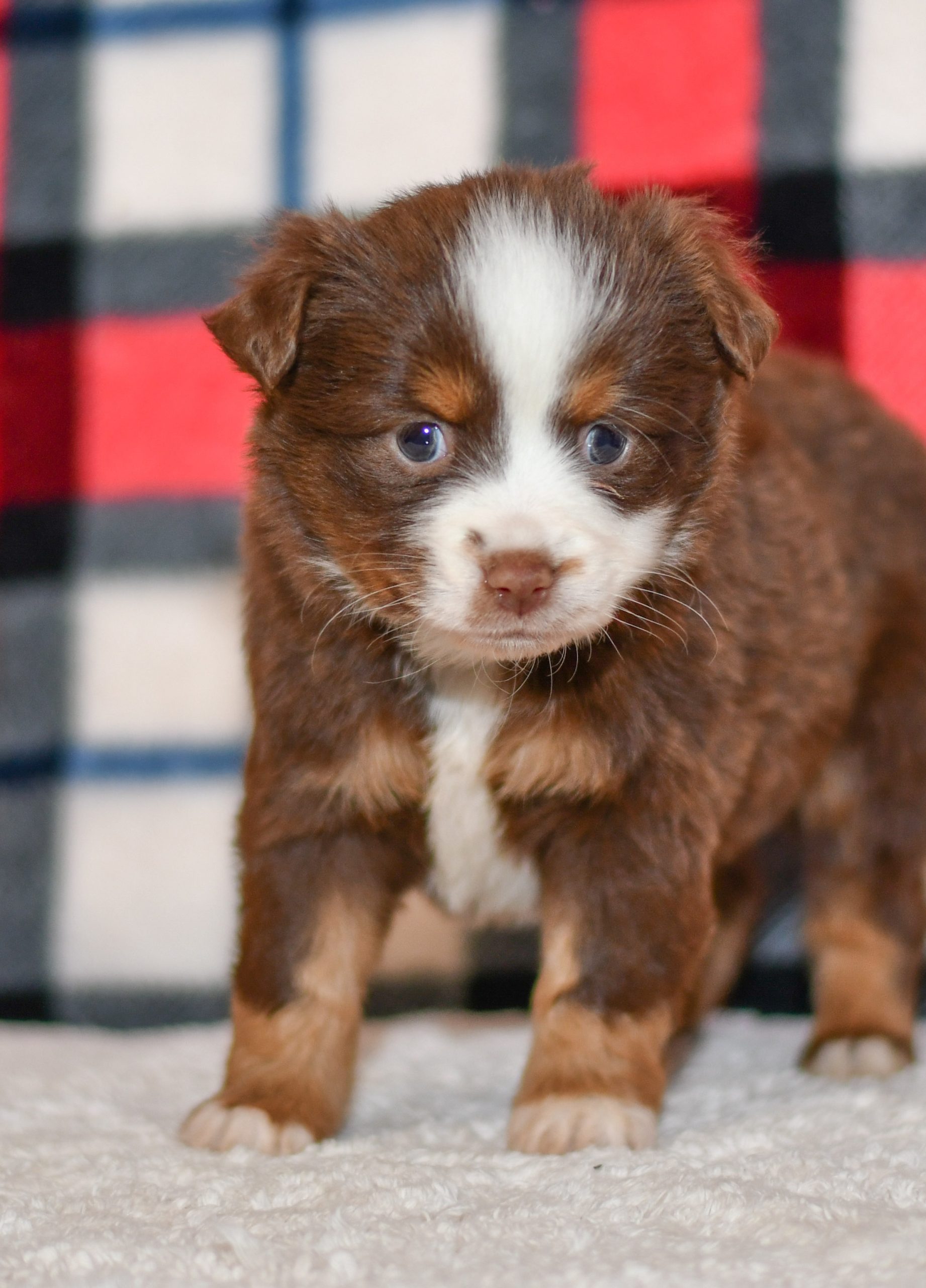 Morgan - Mini Aussie - All Star Puppies : All Star Puppies