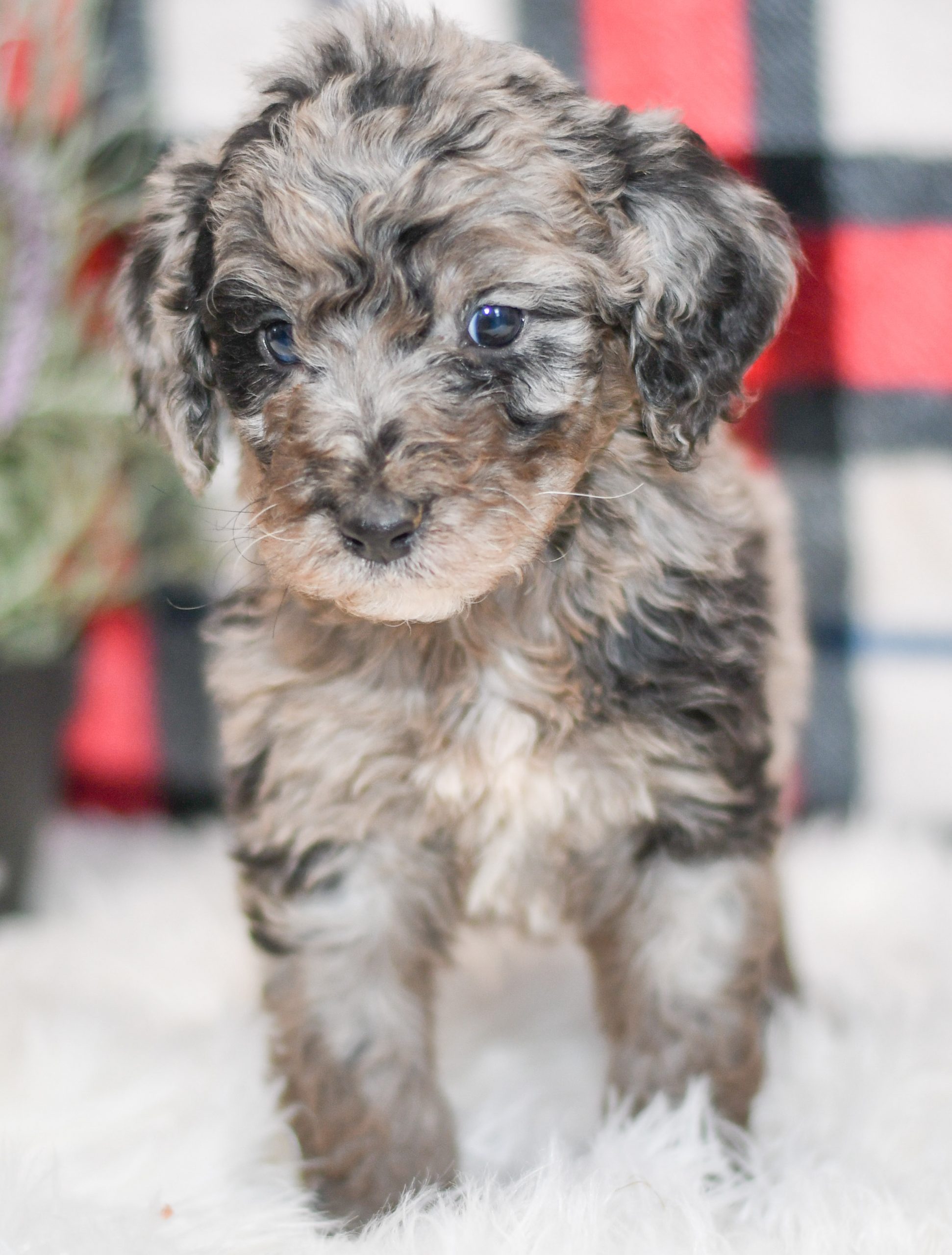 Perry - Aussiedoodle - All Star Puppies : All Star Puppies