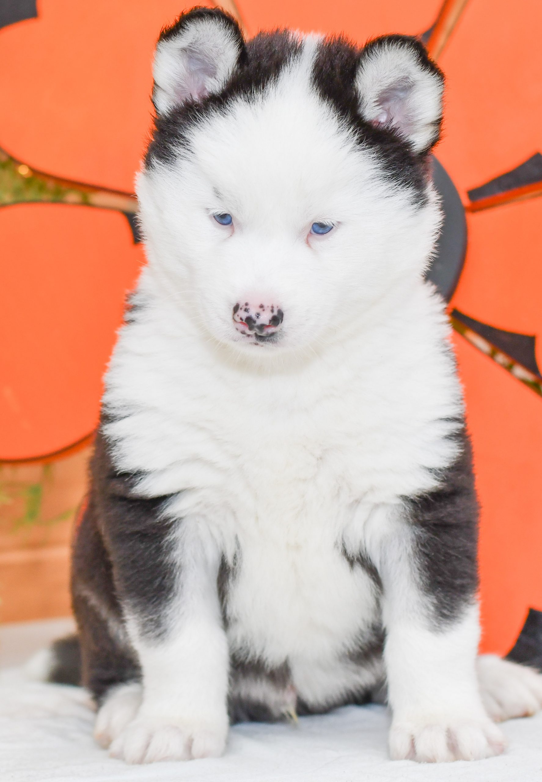 Tucker- Husky - All Star Puppies : All Star Puppies