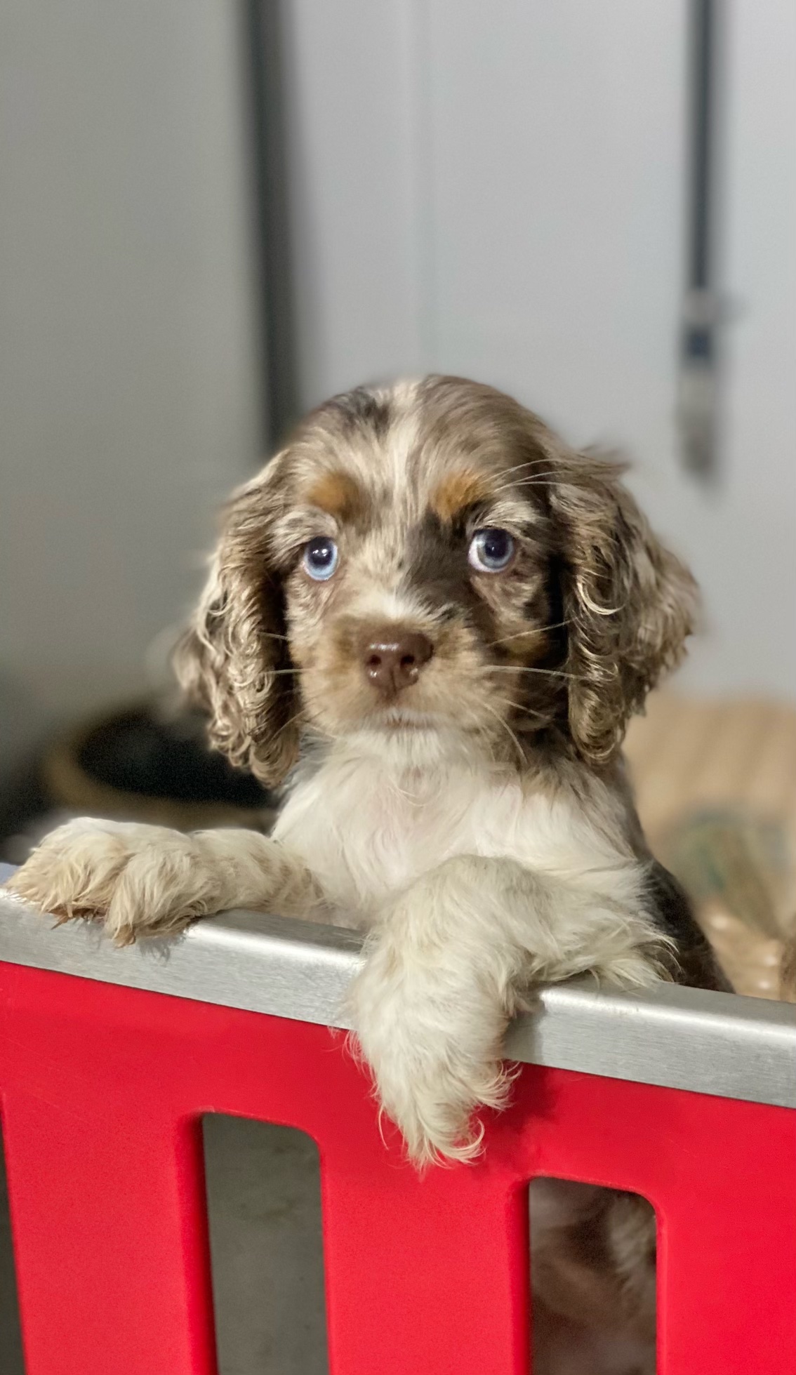 Ginger - Cocker Spaniel - All Star Puppies : All Star Puppies