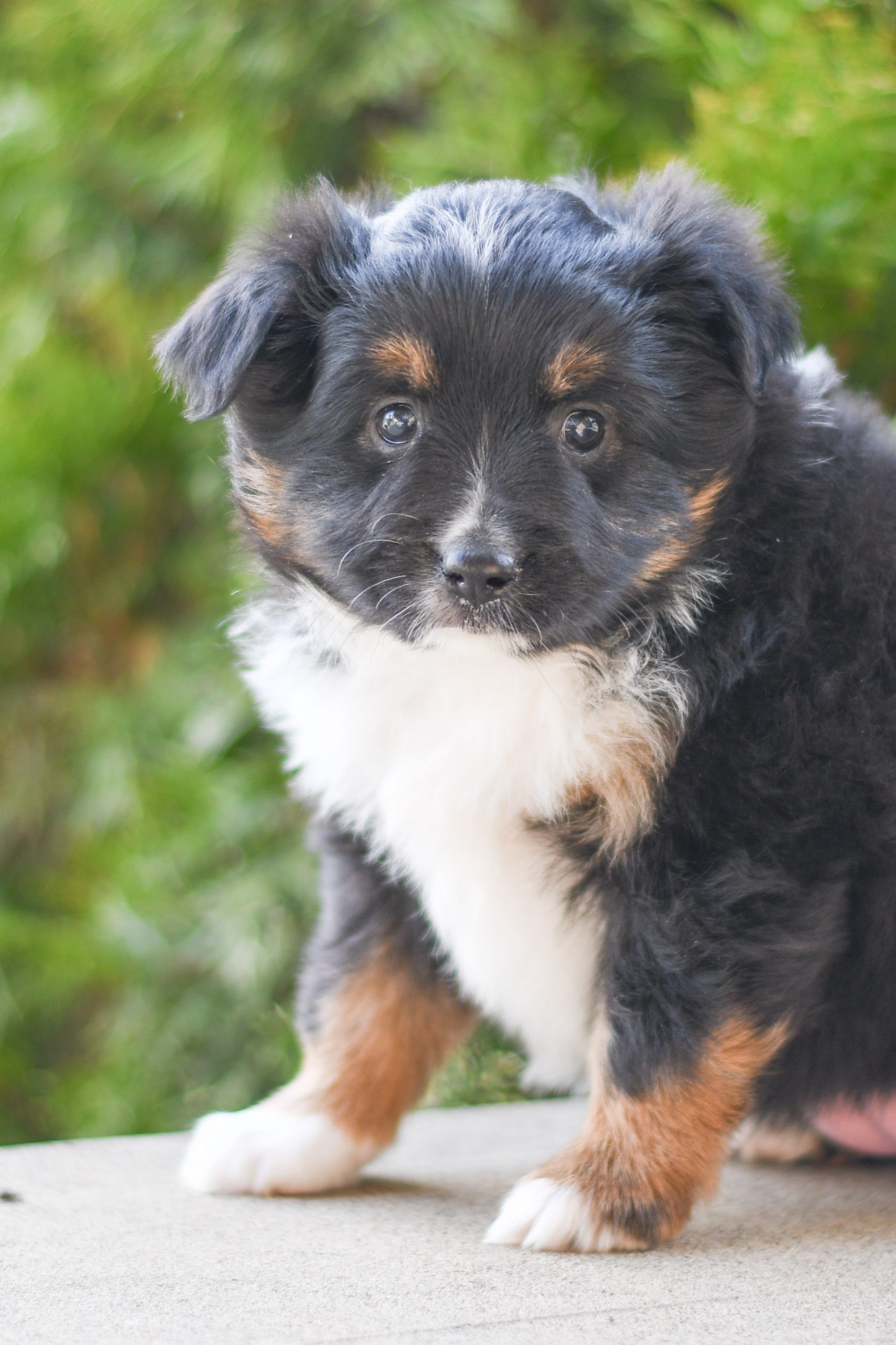India - Mini Aussie - All Star Puppies : All Star Puppies
