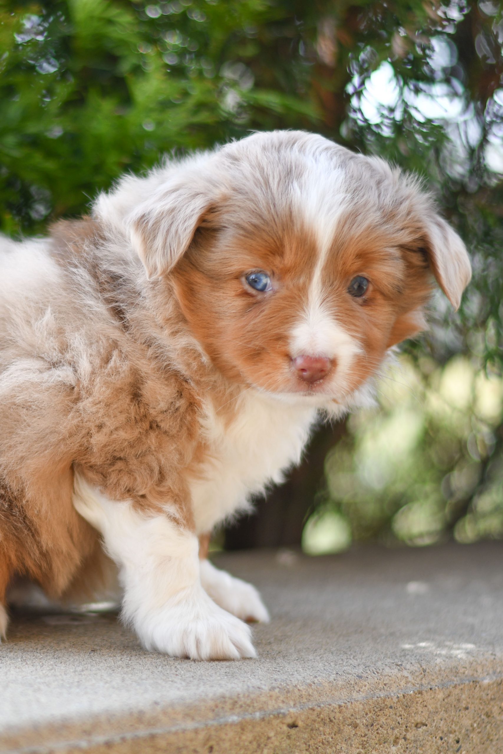 Isabel - Mini Aussie - All Star Puppies : All Star Puppies