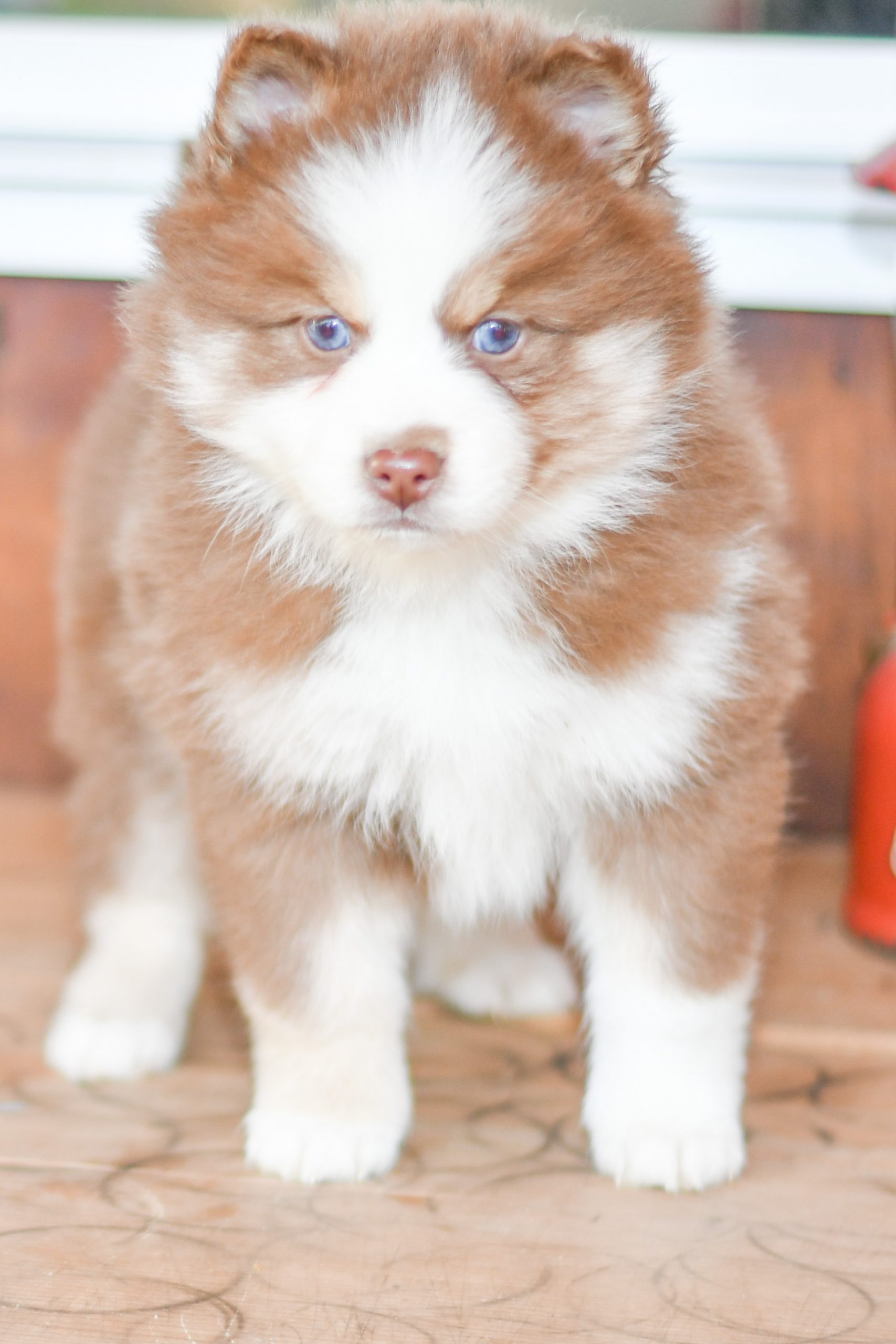 Pumpkin - Pomsky - All Star Puppies : All Star Puppies