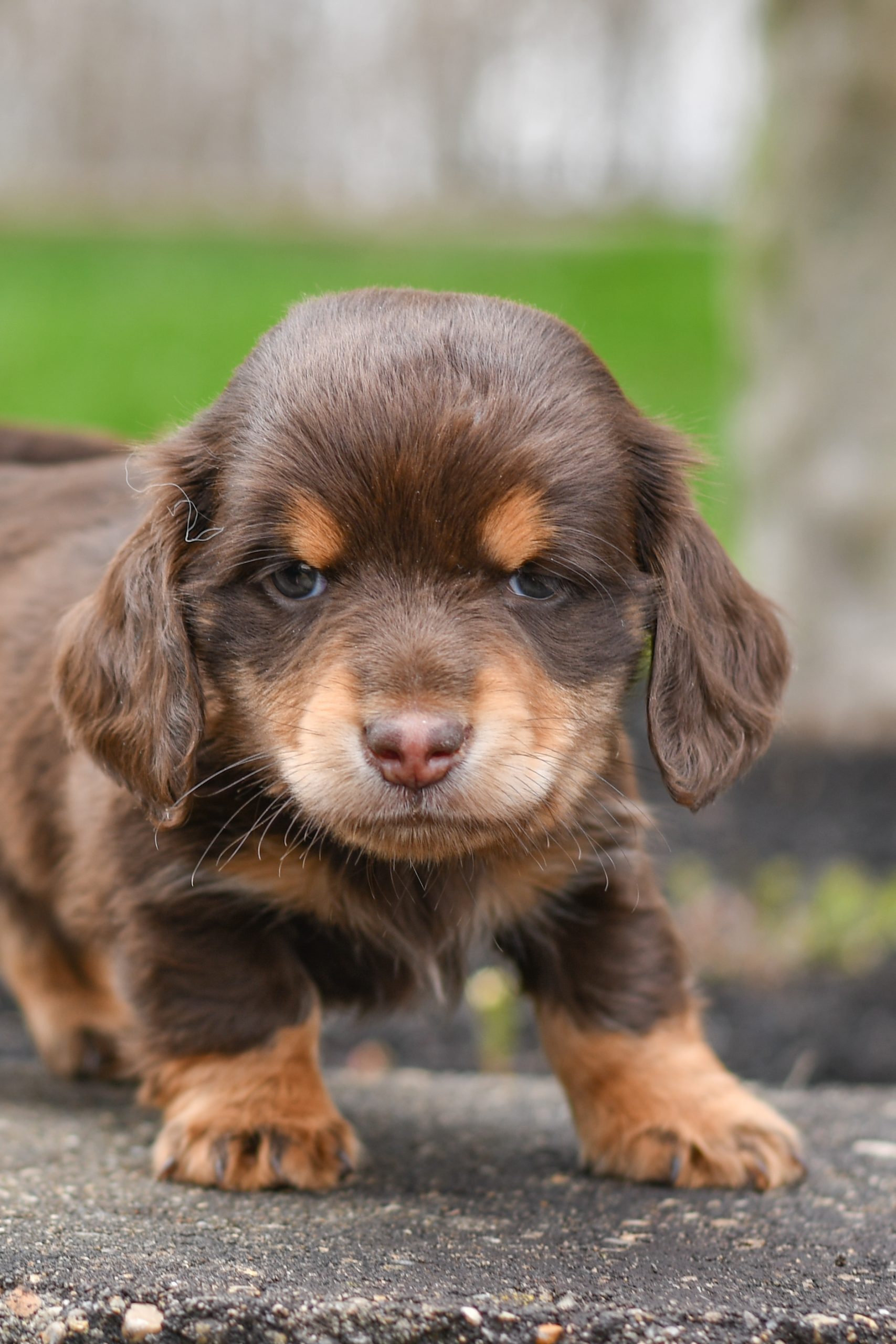 Chocolate - Mini Dachshund - All Star Puppies : All Star Puppies