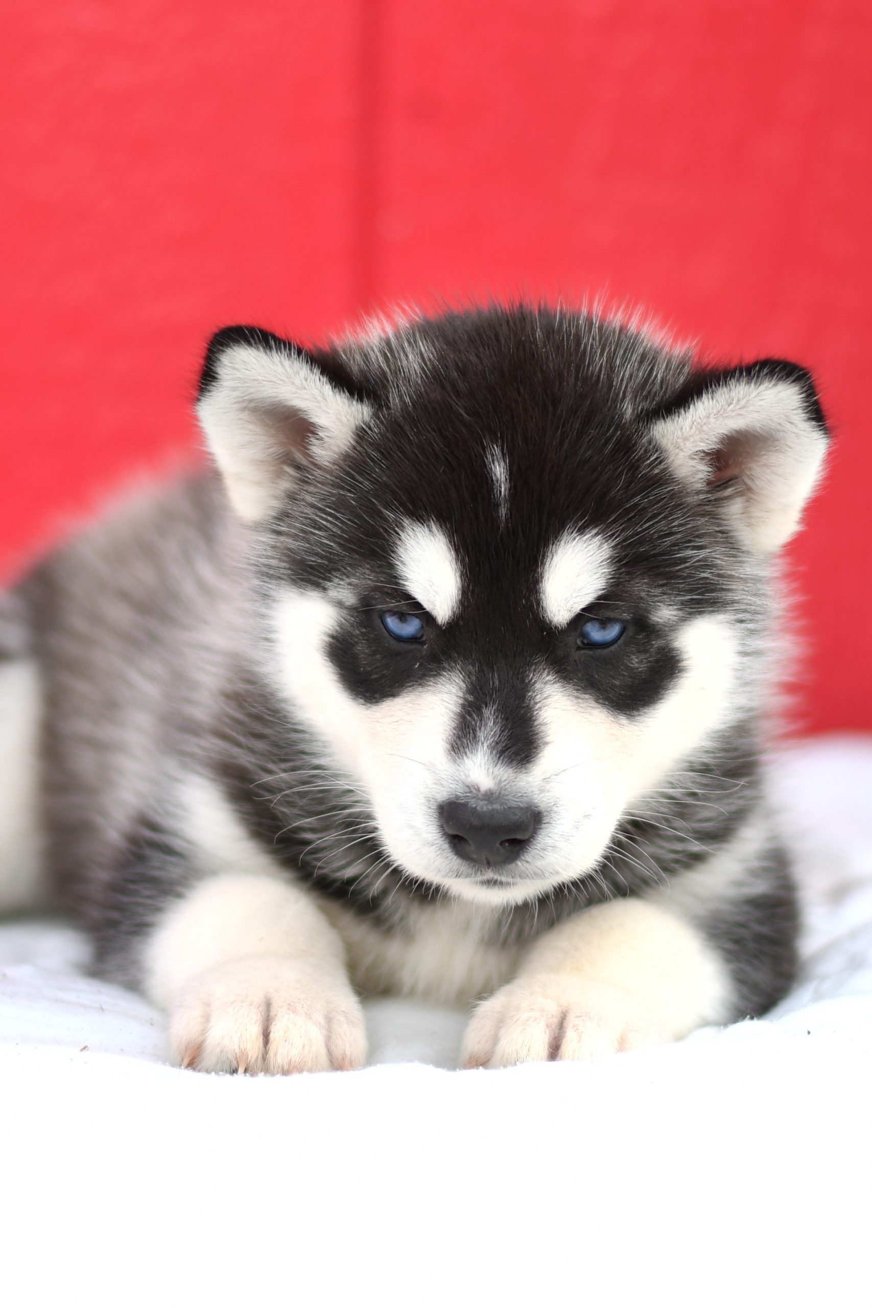 Kora - Siberian Husky - All Star Puppies : All Star Puppies
