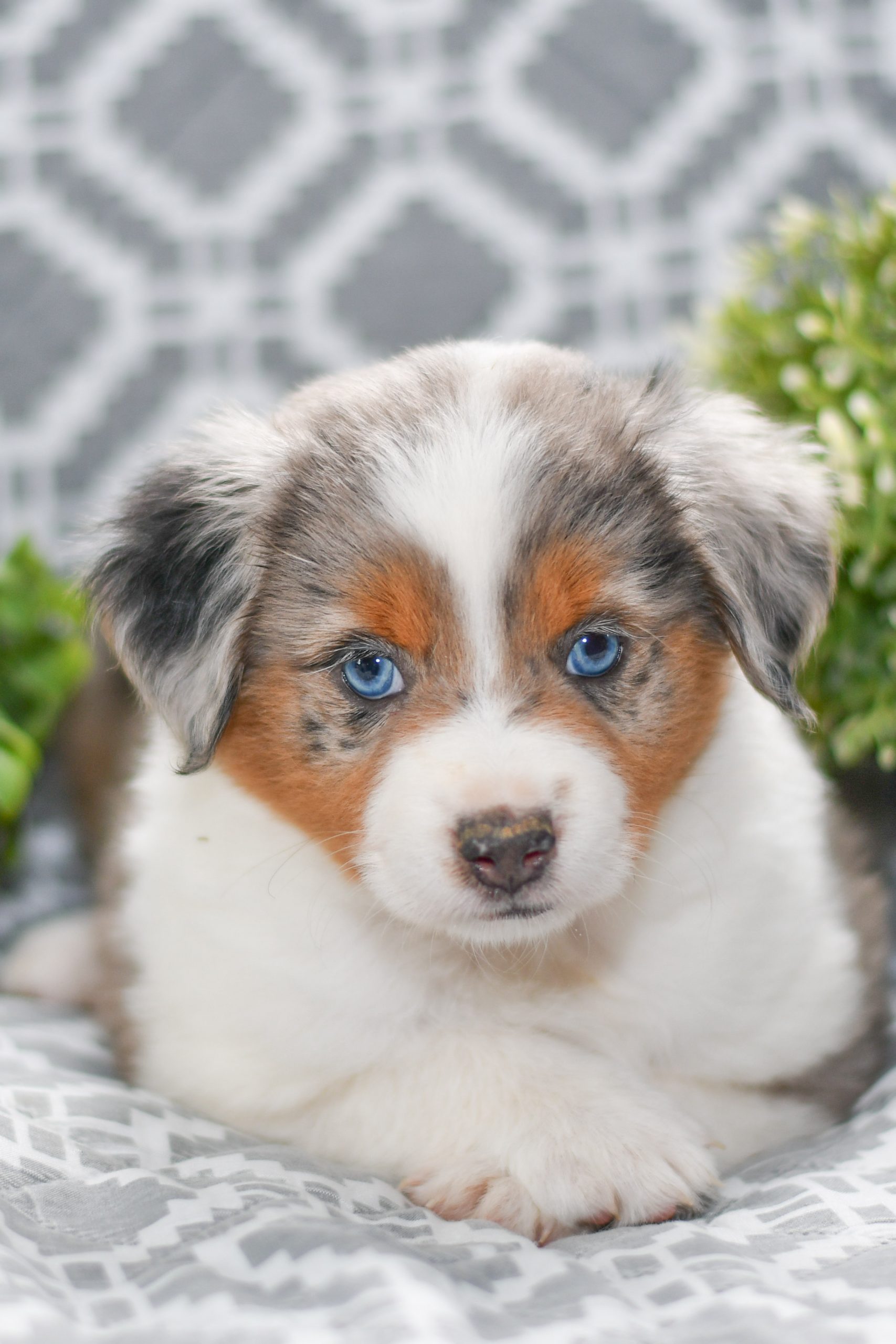 Hadley - Mini Aussie - All Star Puppies : All Star Puppies