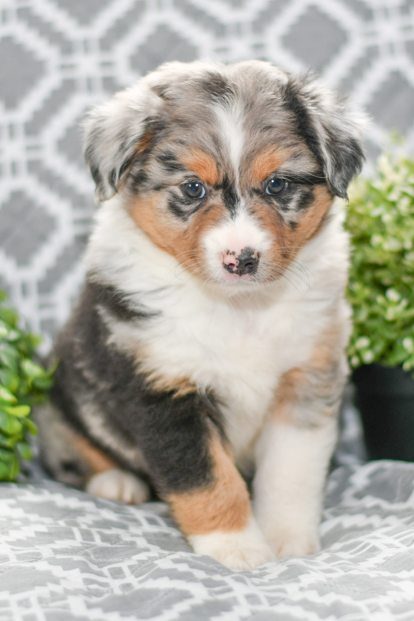 Hugo - Mini Aussie - All Star Puppies : All Star Puppies