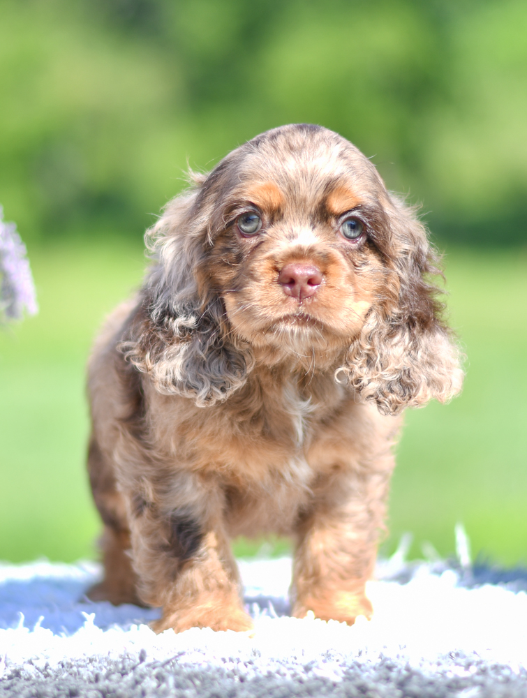 Daisy - Cocker Spaniel - All Star Puppies : All Star Puppies