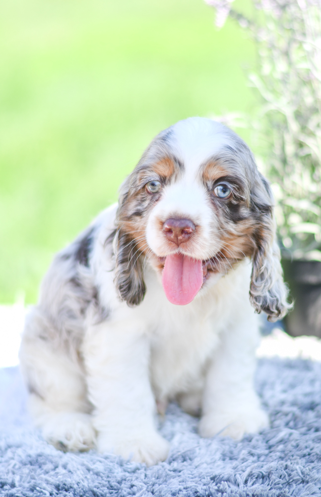 Danny - Cocker Spaniel - All Star Puppies : All Star Puppies