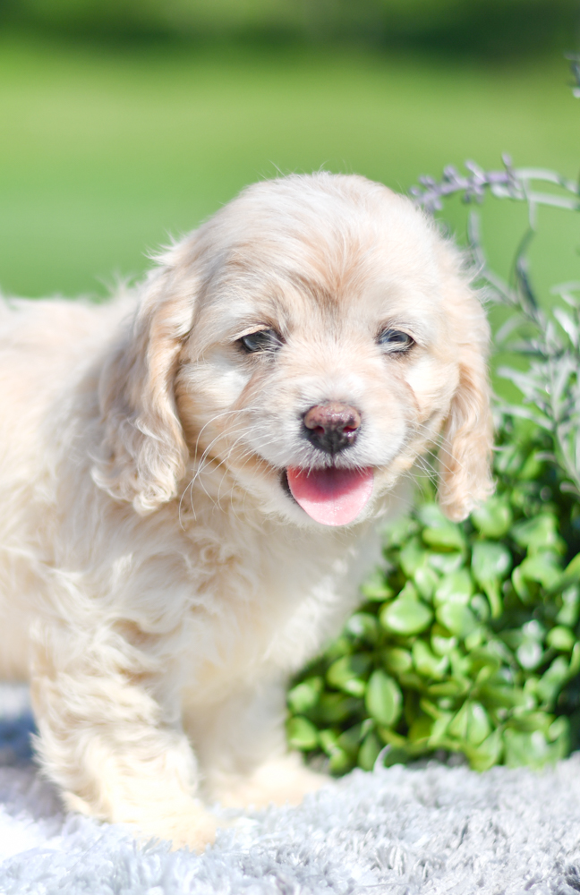 Eden - Cockapoo - All Star Puppies : All Star Puppies