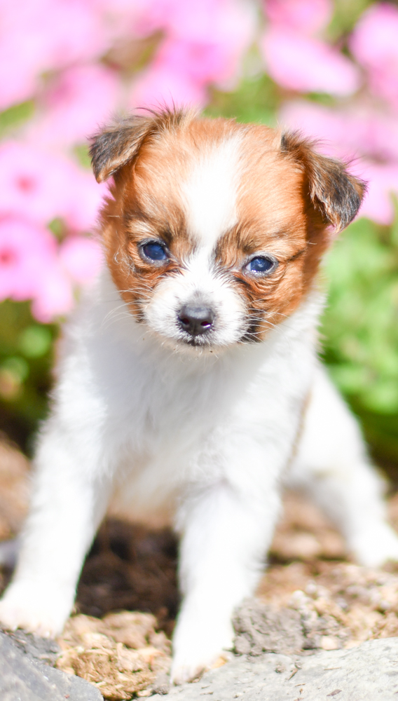 Mickey - Papillon - All Star Puppies : All Star Puppies