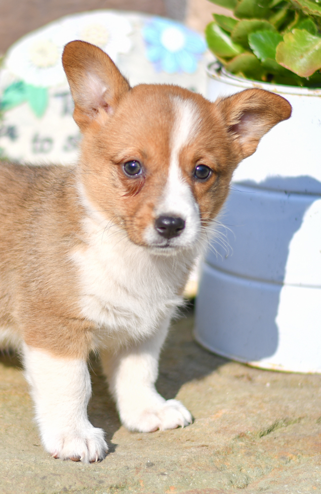 Willow - Corgi - All Star Puppies : All Star Puppies