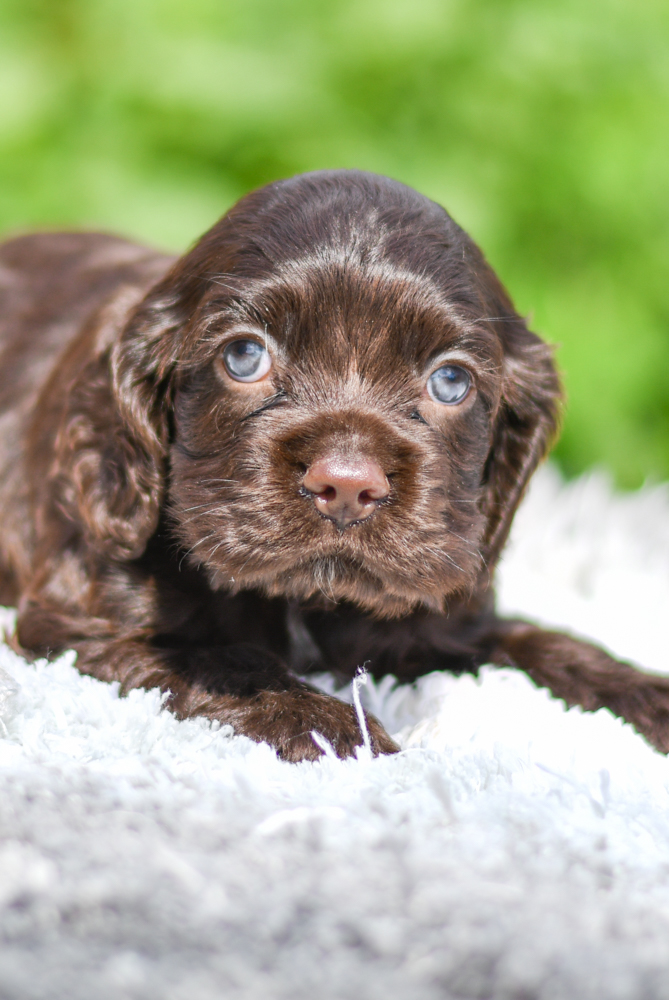 Cali - Cocker Spaniel - All Star Puppies : All Star Puppies