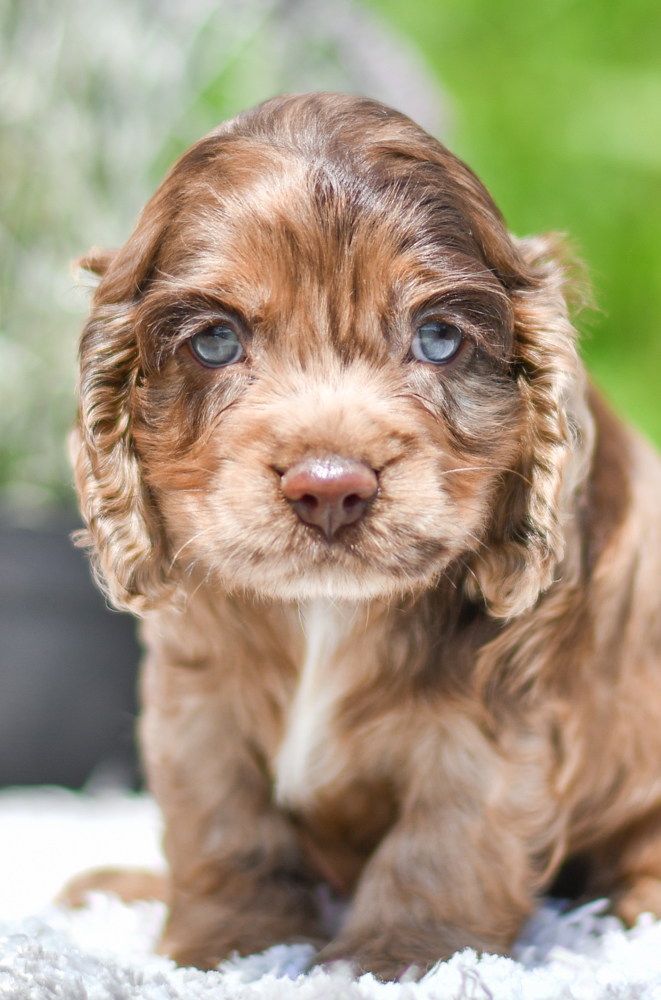 Calvin - Cocker Spaniel - All Star Puppies : All Star Puppies