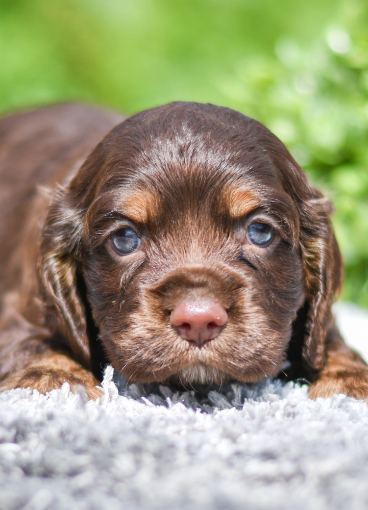 Coco - Cocker Spaniel - All Star Puppies : All Star Puppies