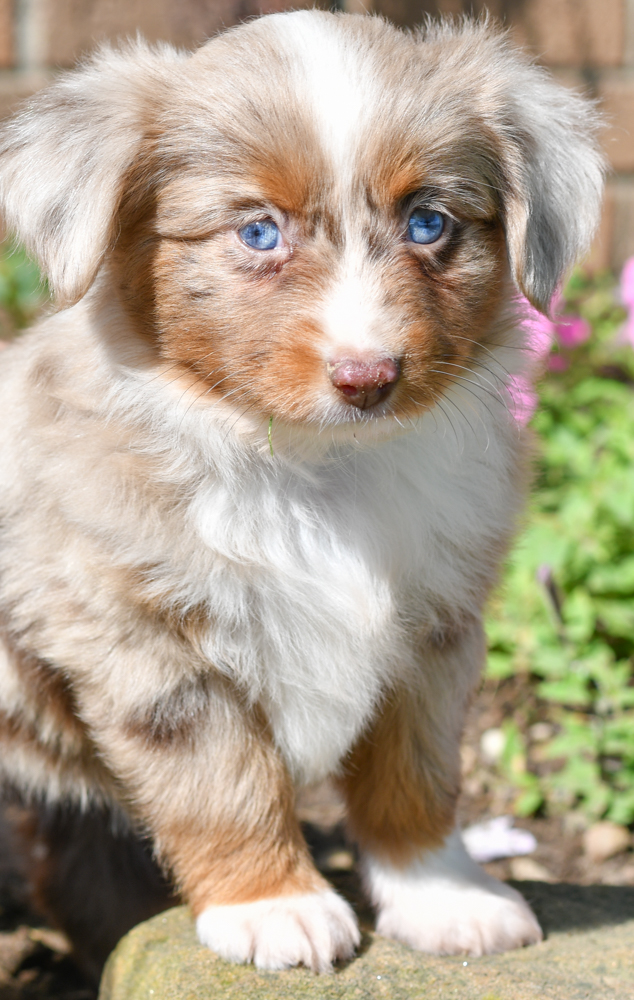 Diva - Mini Aussie - All Star Puppies : All Star Puppies
