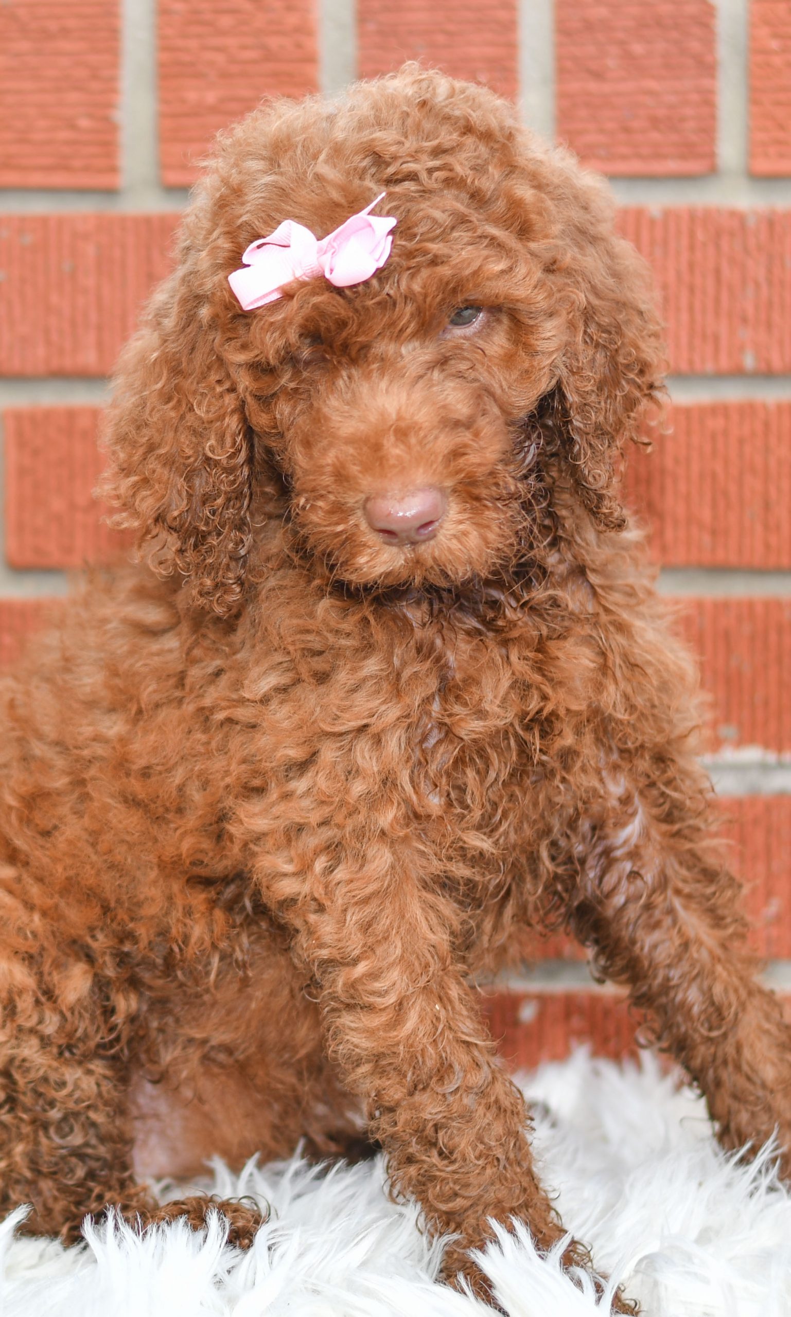 Gabby - Poodle - All Star Puppies : All Star Puppies