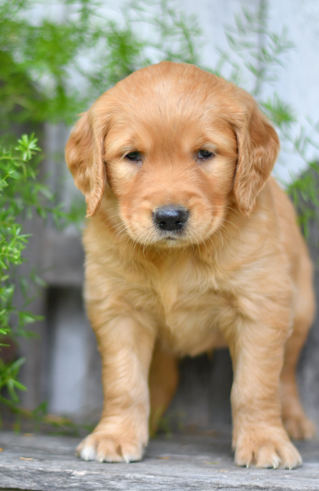 Austin - Golden Retriever - All Star Puppies : All Star Puppies
