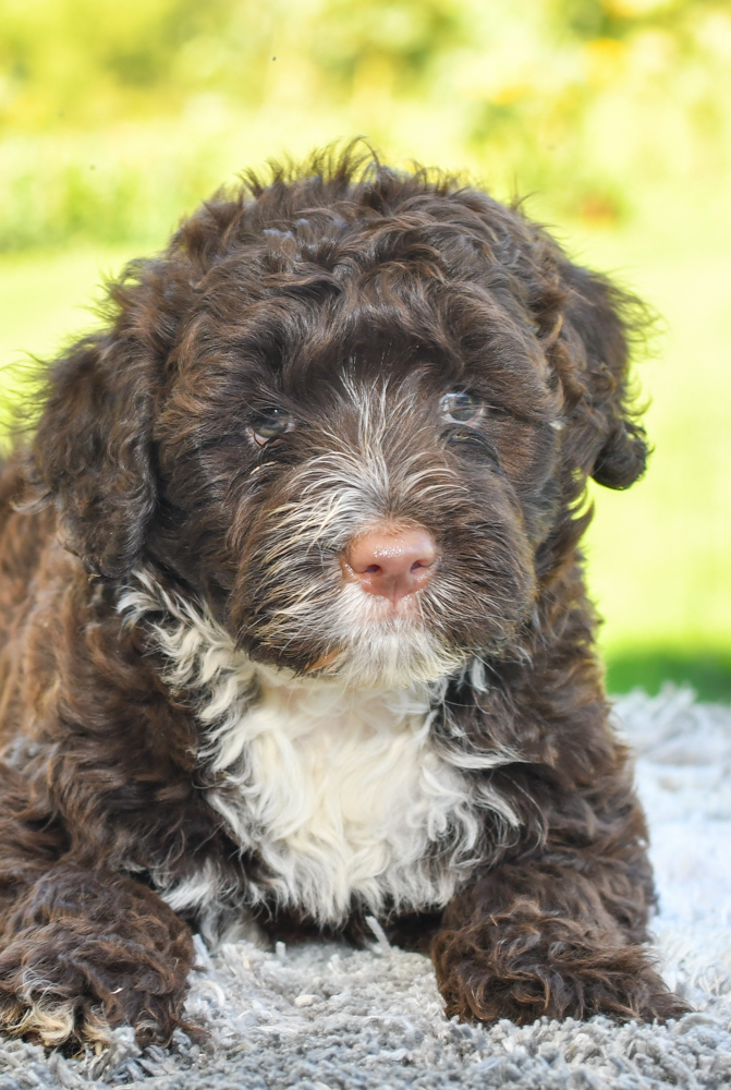 Beans - Portuguese Water Dog - All Star Puppies : All Star Puppies