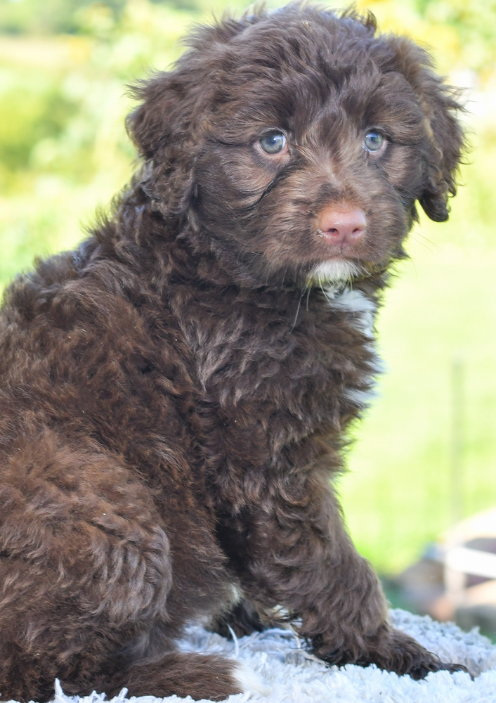 Brie - Portuguese Water Dog - All Star Puppies : All Star Puppies