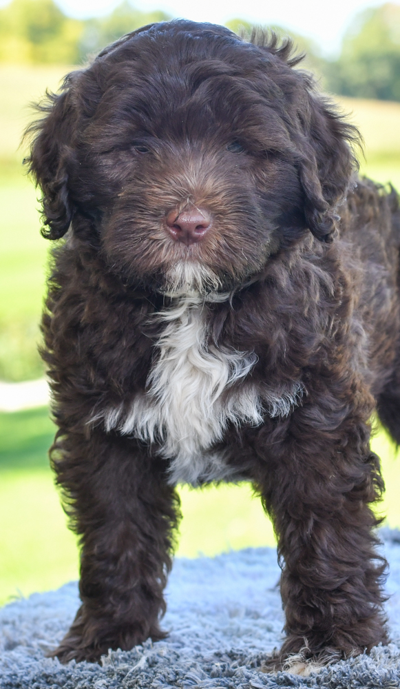 Bubba - Portuguese Water Dog - All Star Puppies : All Star Puppies
