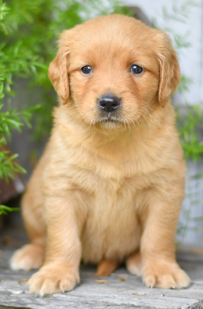 Callie - Golden Retriever - All Star Puppies : All Star Puppies