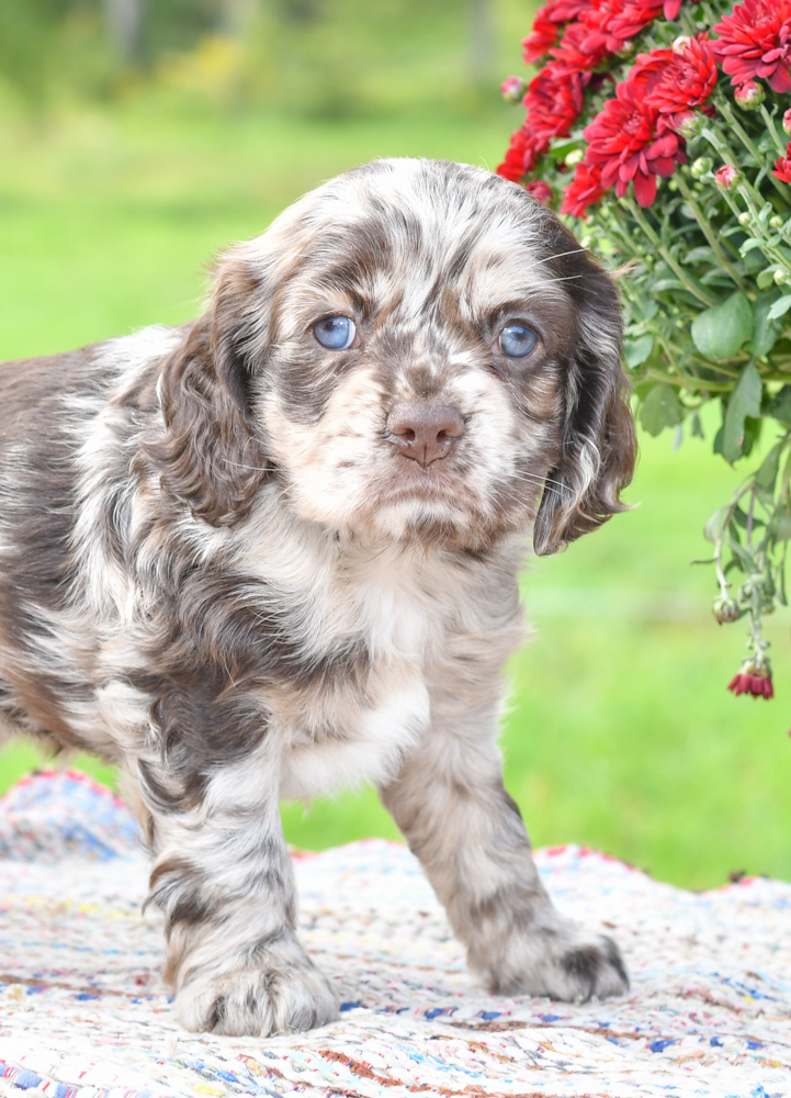 Fancy - Cocker Spaniel - All Star Puppies : All Star Puppies