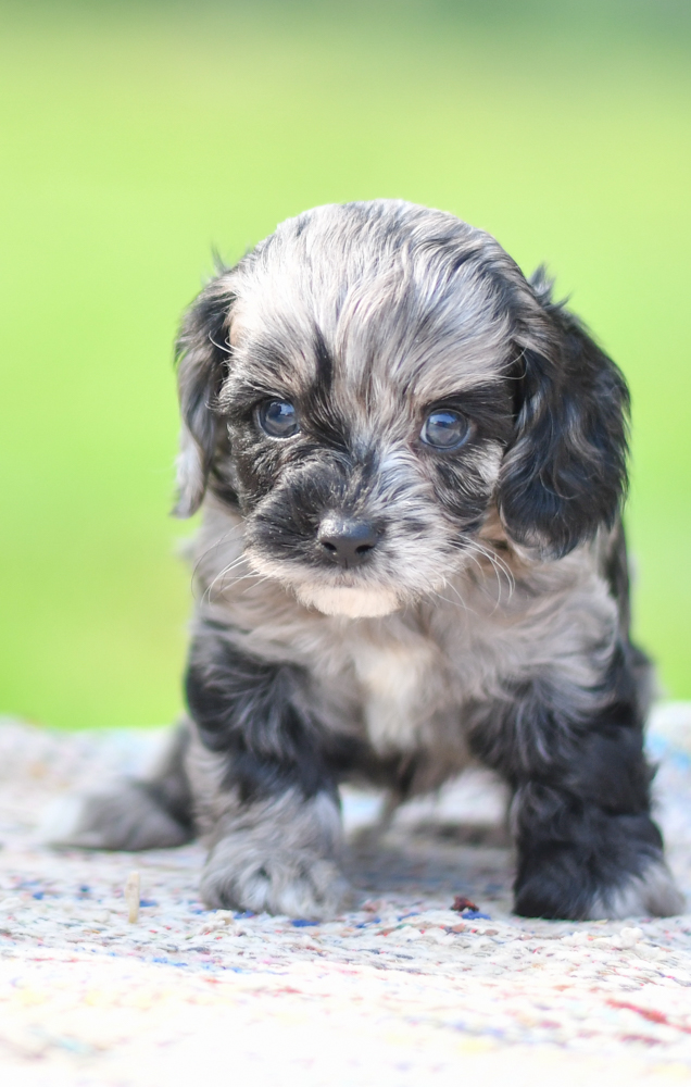Jarvis - Cockapoo - All Star Puppies : All Star Puppies