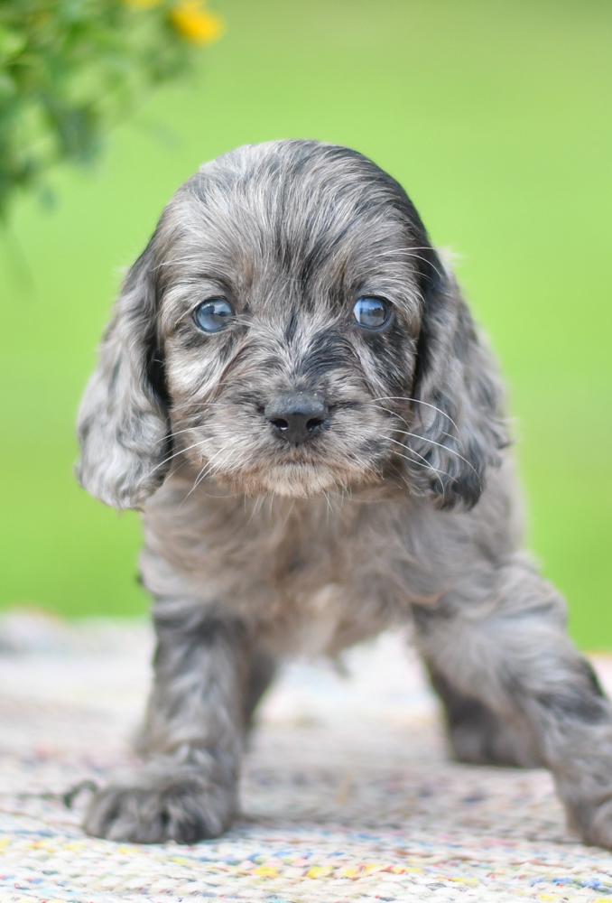 Jasper - Cockapoo - All Star Puppies : All Star Puppies