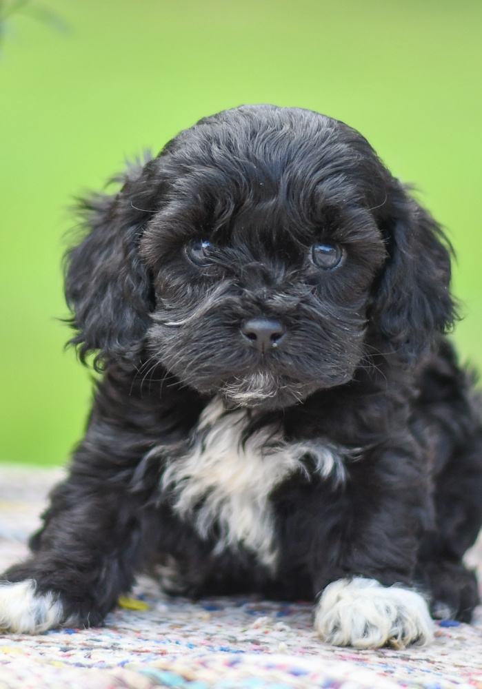 Jewel - Cockapoo - All Star Puppies : All Star Puppies