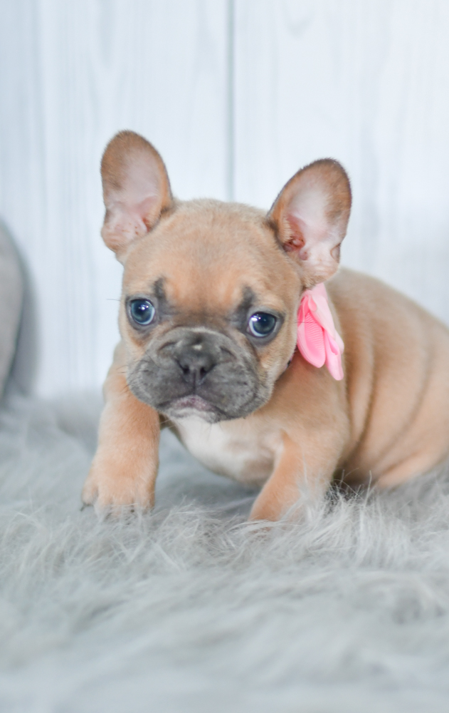 Peach - Frenchy - All Star Puppies : All Star Puppies
