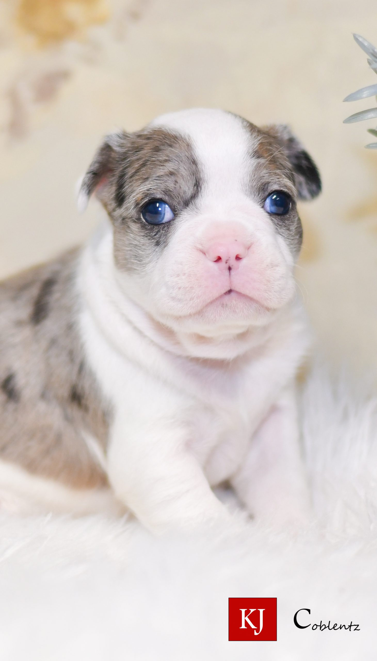 Chip - Frenchton - All Star Puppies : All Star Puppies